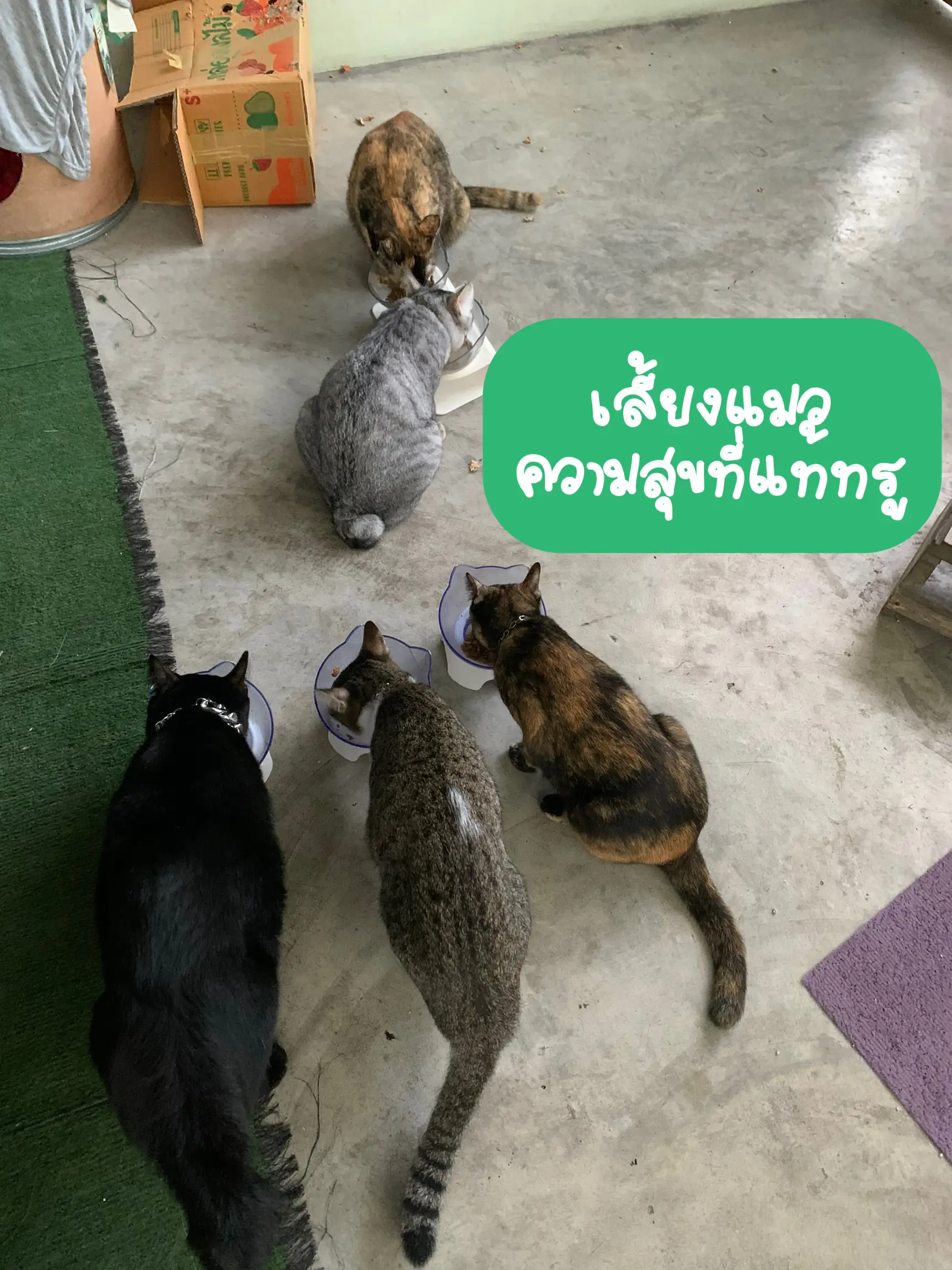 20 ไอเดียยอดนิยมเกี่ยวกับ รีวิวเหล้าblue Finest ในปี 2024