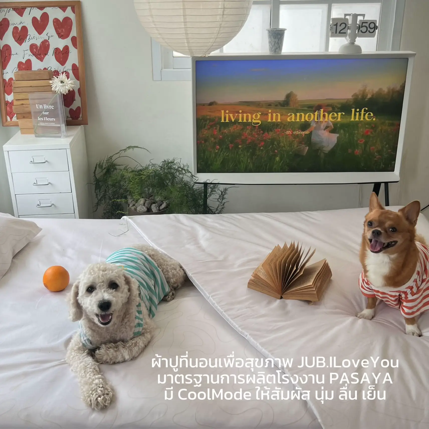 ผ้าปูที่นอน Pet Friendly ของแบรนด์ JUB.ILoveYou 🐶🫶🏻 | แกลเลอรีที่โพสต์โดย BB_XZ | Lemon8