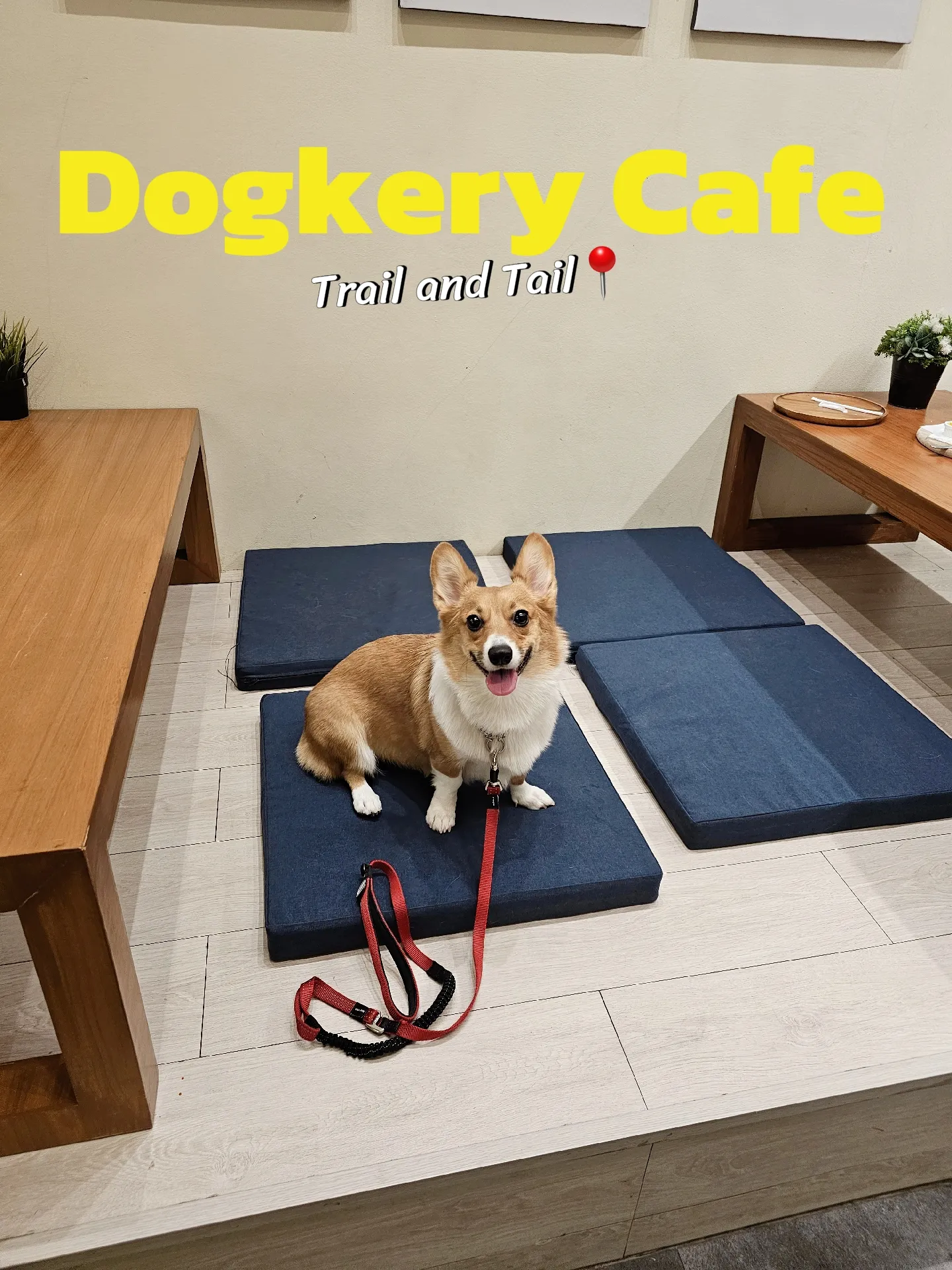 📍🐕Dogkery Cafe@Trail and Tail สุขุมวิท39 | แกลเลอรีที่โพสต์โดย ดัมเบล&มี๊รีวิว | Lemon8