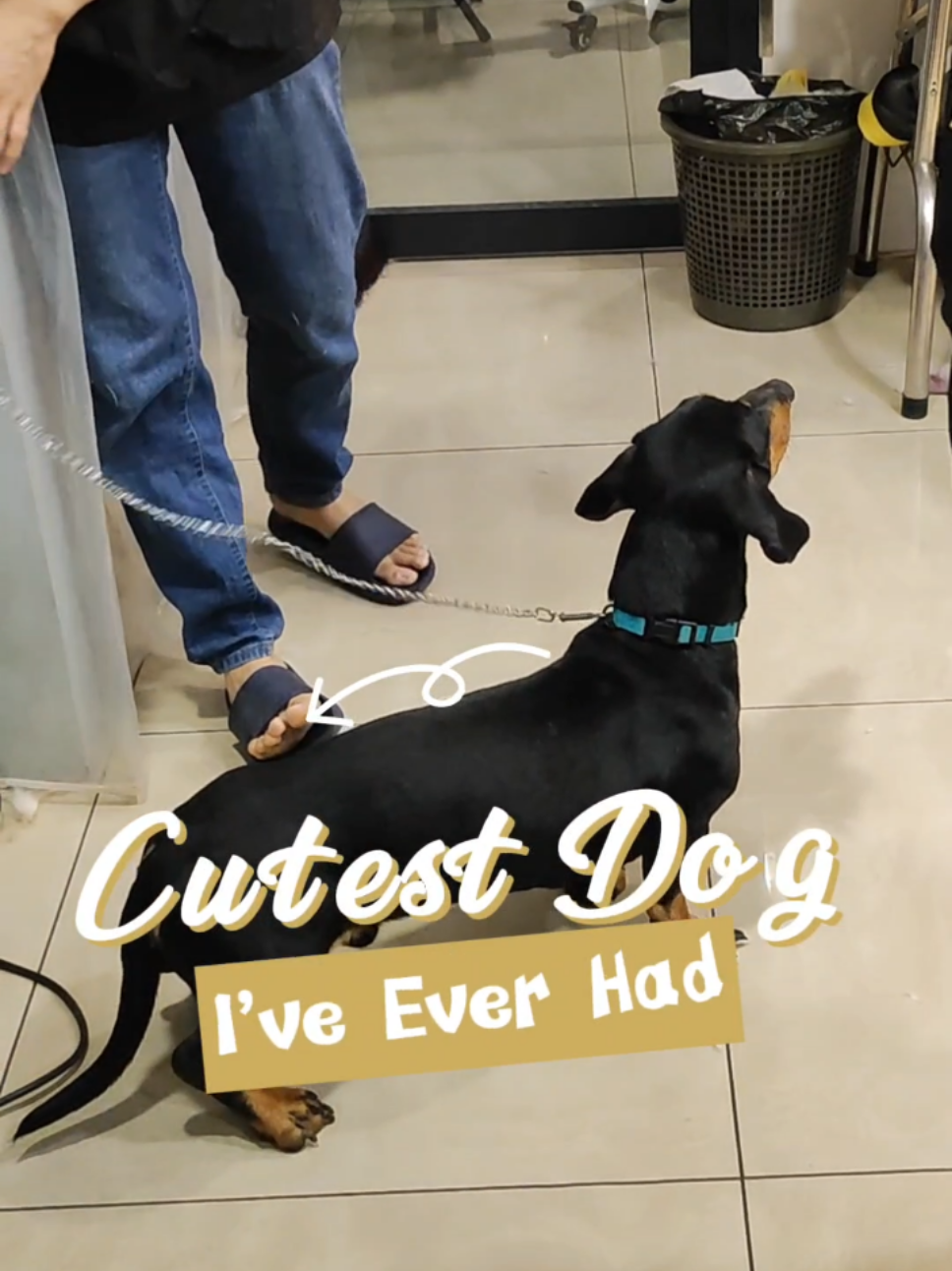 Special Birthday treat for my Orry🐕 ️ | Video diterbitkan oleh Mary ...
