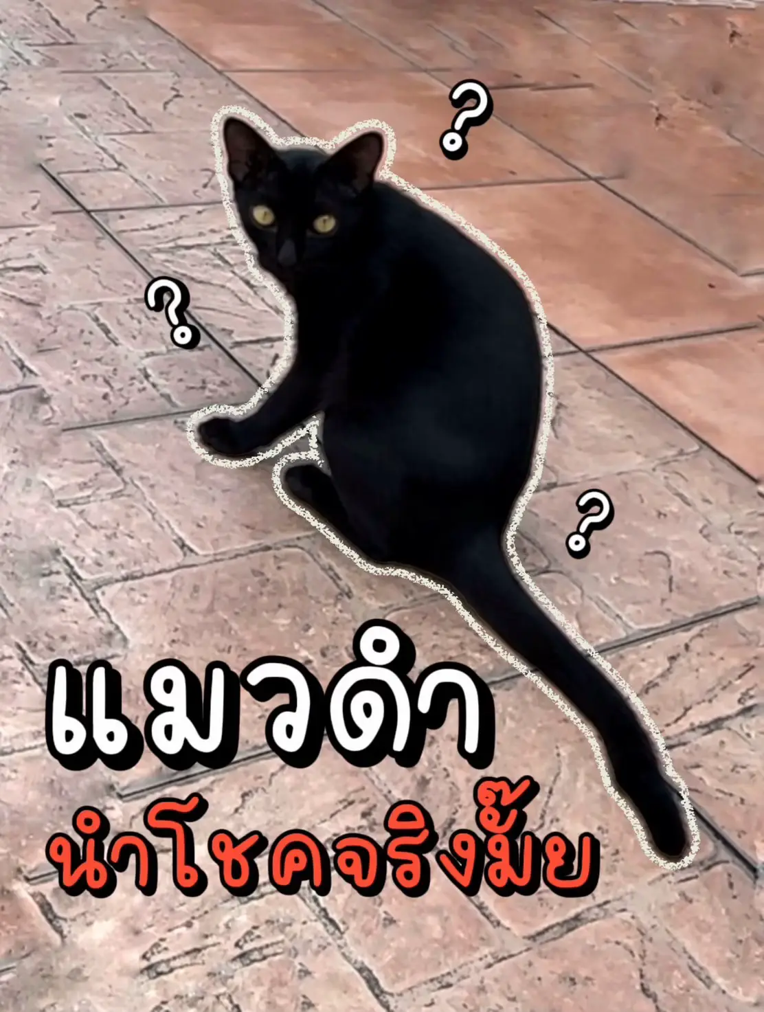 Cat slaves need to know how lucky black cats 🐈‍⬛ are.💵 | Gallery posted by Jenny | Lemon8