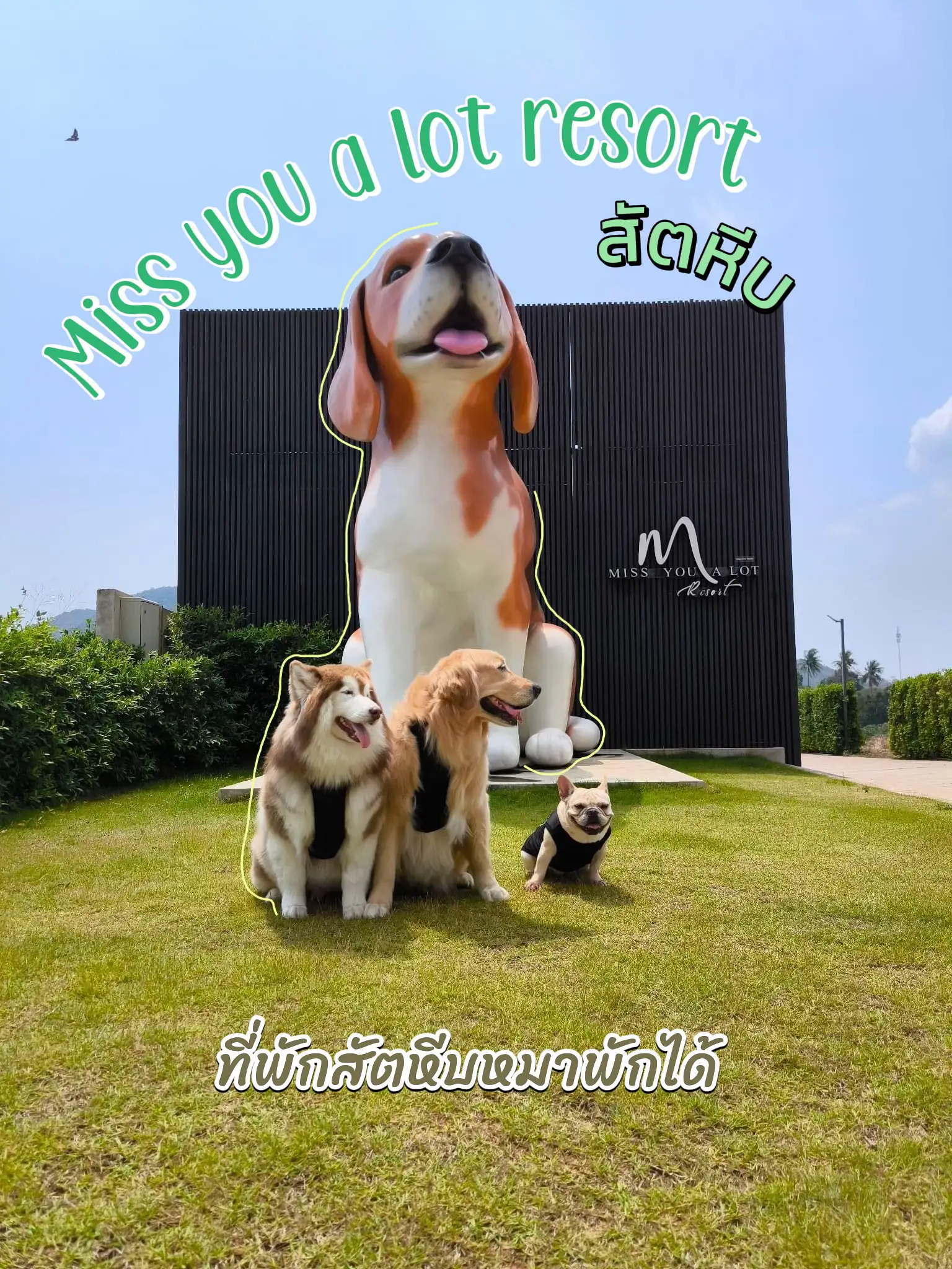 Miss you a lot resort ที่พักน้องหมาสัตหีบ ที่อนุญาตให้คนพัก | แกลเลอรี ...