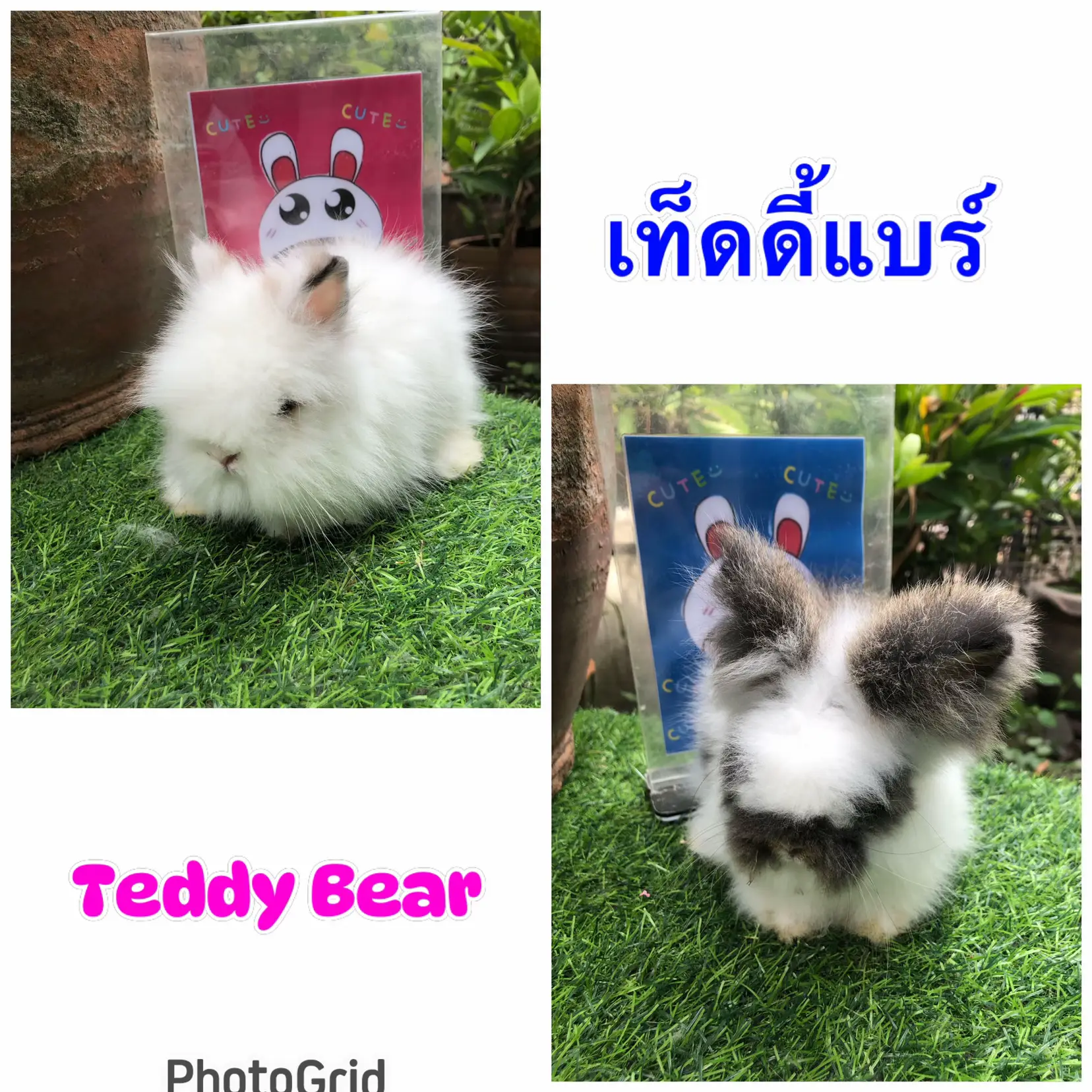 ฟาร์มกระต่ายชลบุรี | แกลเลอรีที่โพสต์โดย JeBunnyChonburi | Lemon8