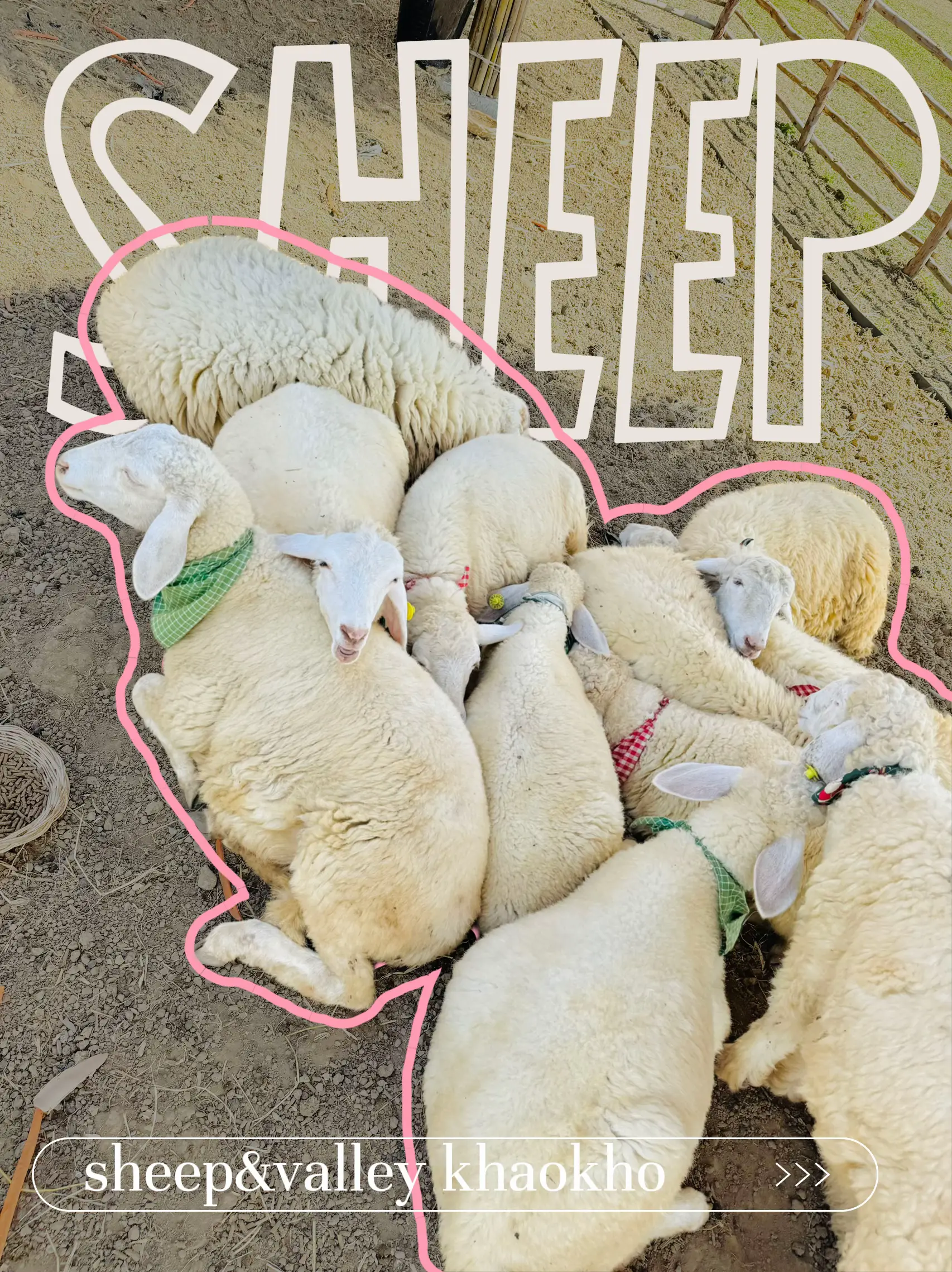 ฟาร์มแกะ ฟาร์มใจ | sheep&valley khaokho 🐑 | แกลเลอรีที่โพสต์โดย ...