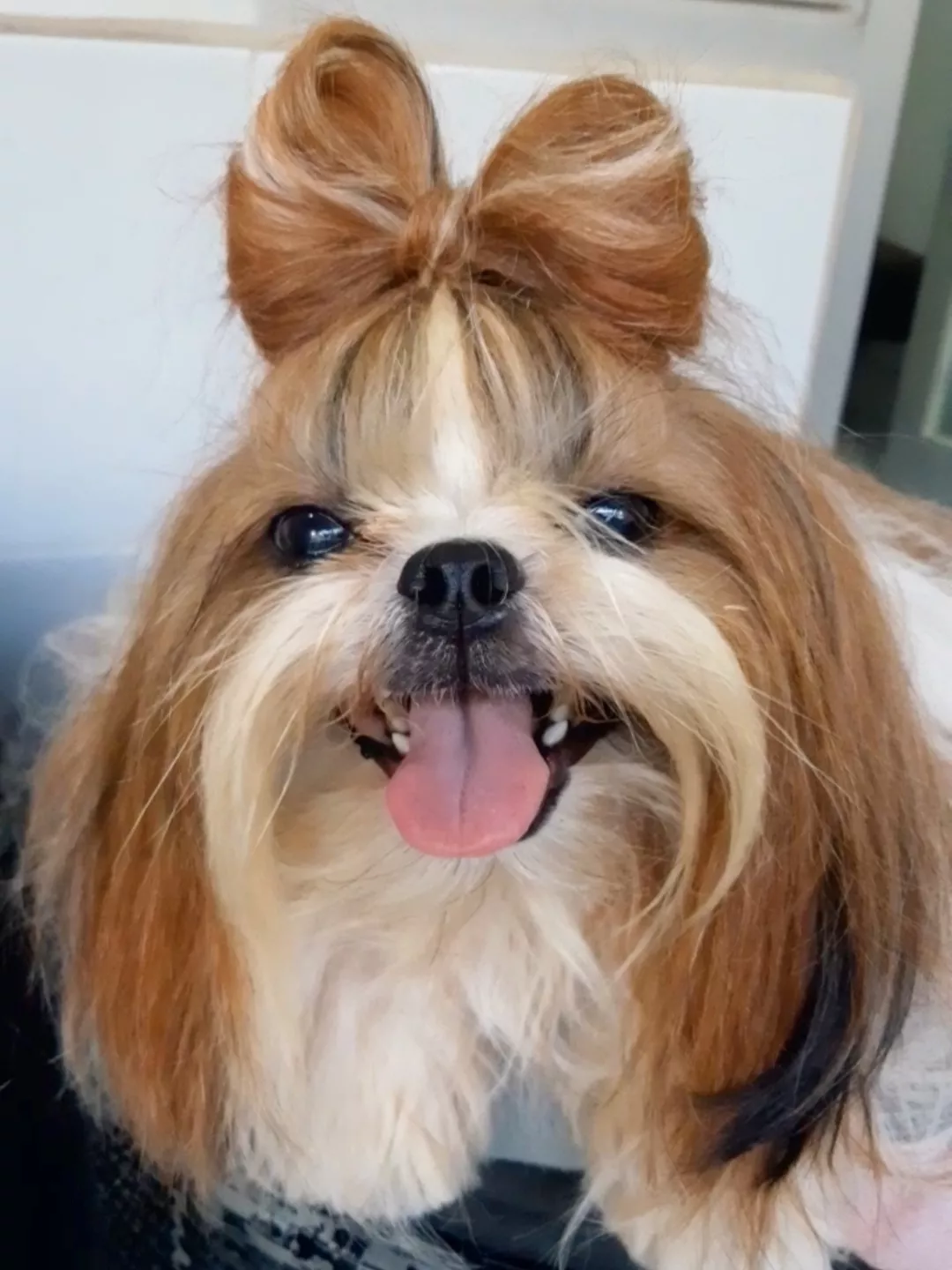 homayoon memposting kontribusi | Video dipublikasikan oleh Homayoon ...