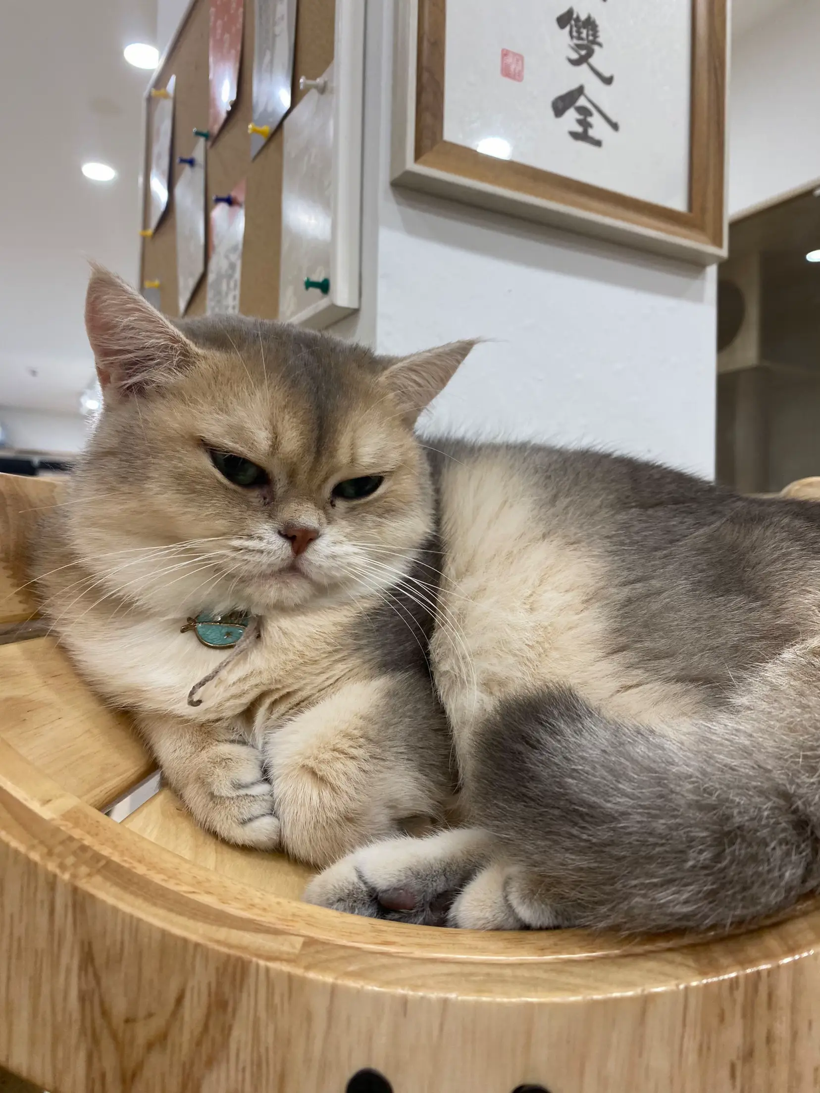 Nekotown | Gallery posted by Tree | Lemon8