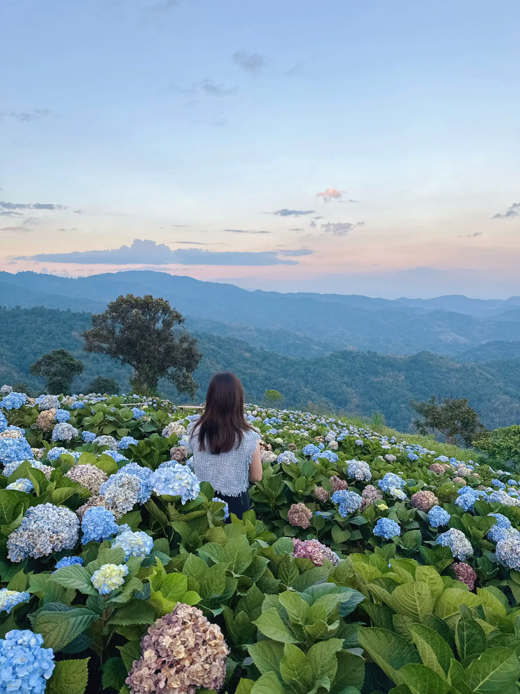 Hydrangea san : อ.เมือง จ.เชียงราย | แกลเลอรีที่โพสต์โดย gg :) | Lemon8