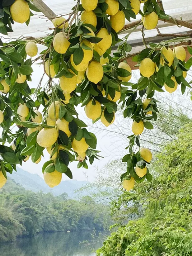 คาเฟ่กาญจนบุรี ริมน้ำ ใกล้น้ำตกเอราวัณ💗🌼 | แกลเลอรีที่โพสต์โดย wwara🍳😋 | Lemon8