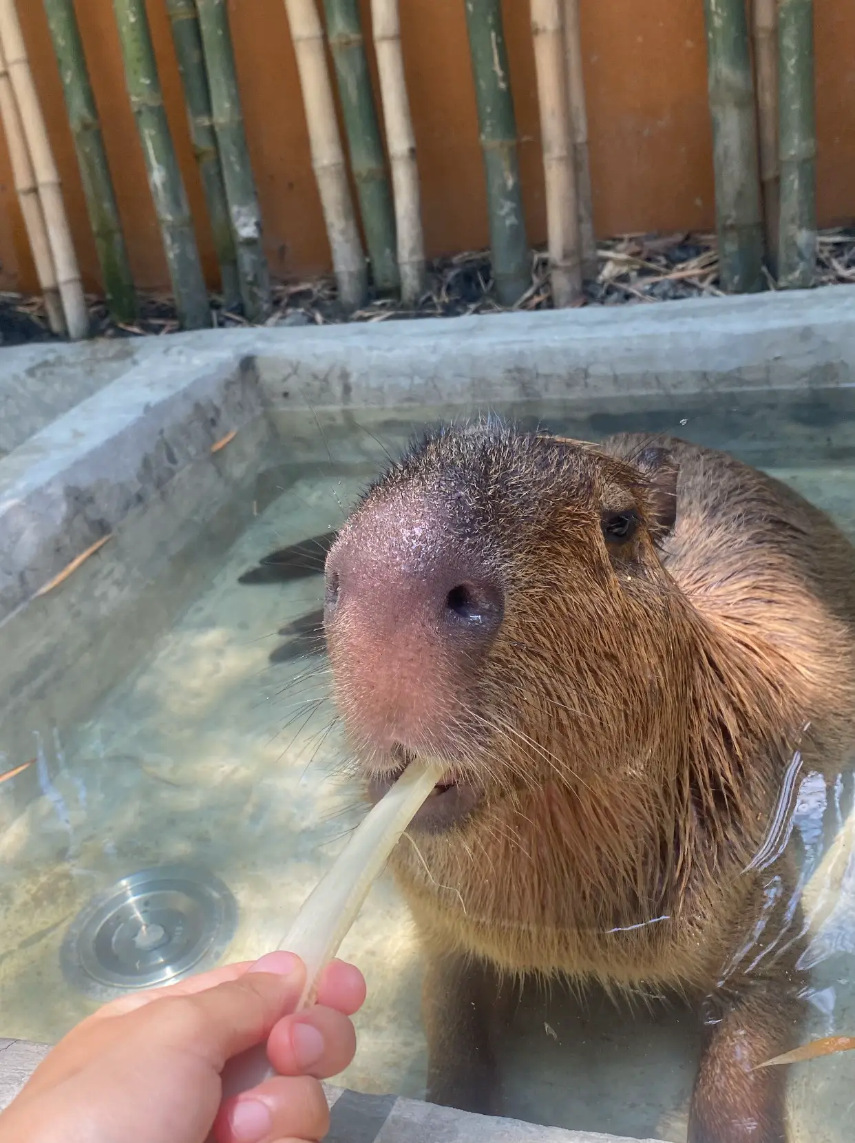 📍ดูน้อน capybara ใน กทม | แกลเลอรีที่โพสต์โดย Baby_Bara | Lemon8