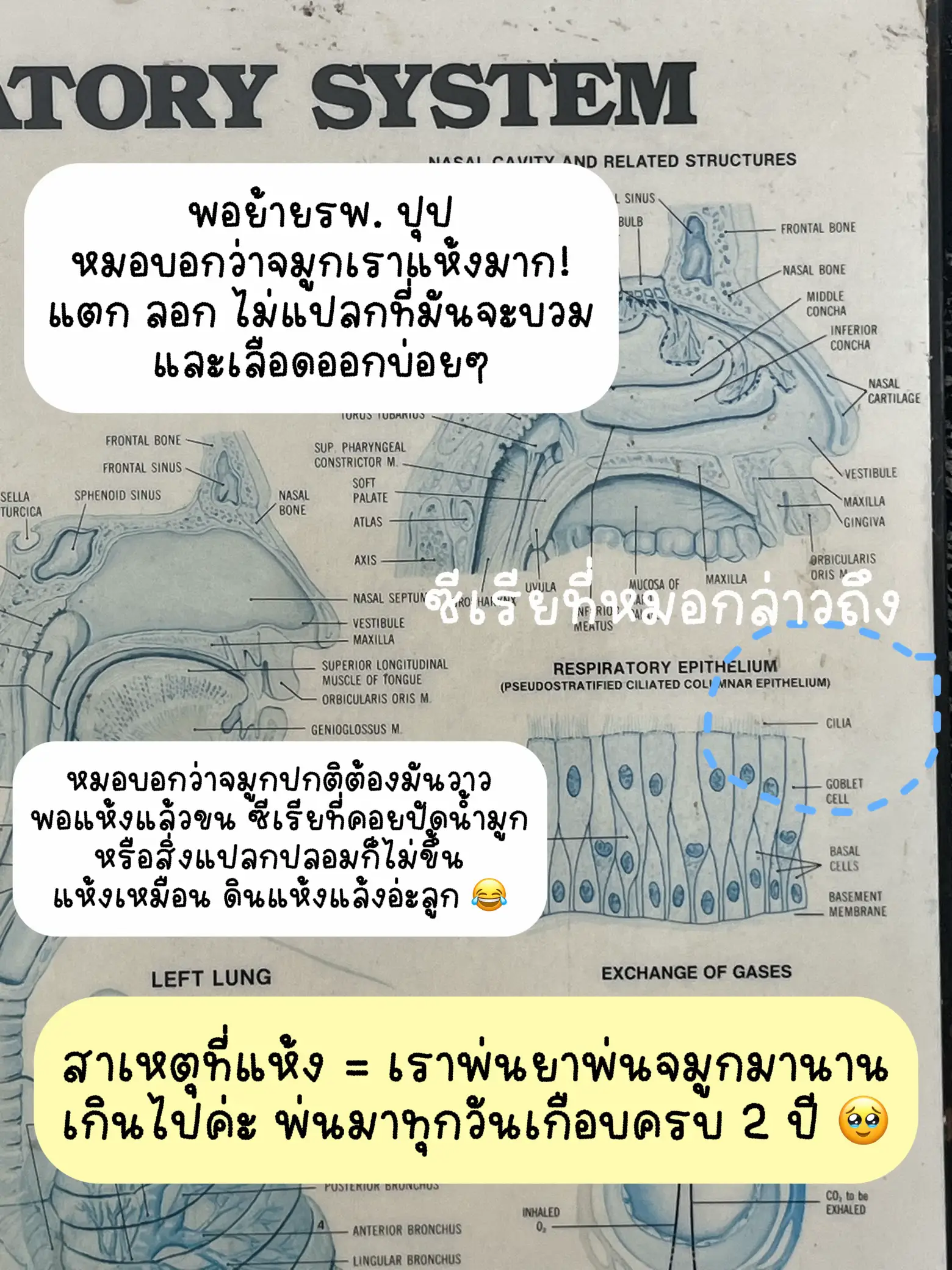 ลดบวม Proctase-P คือ ยา แก้ อะไร - การค้นหาใน Lemon8