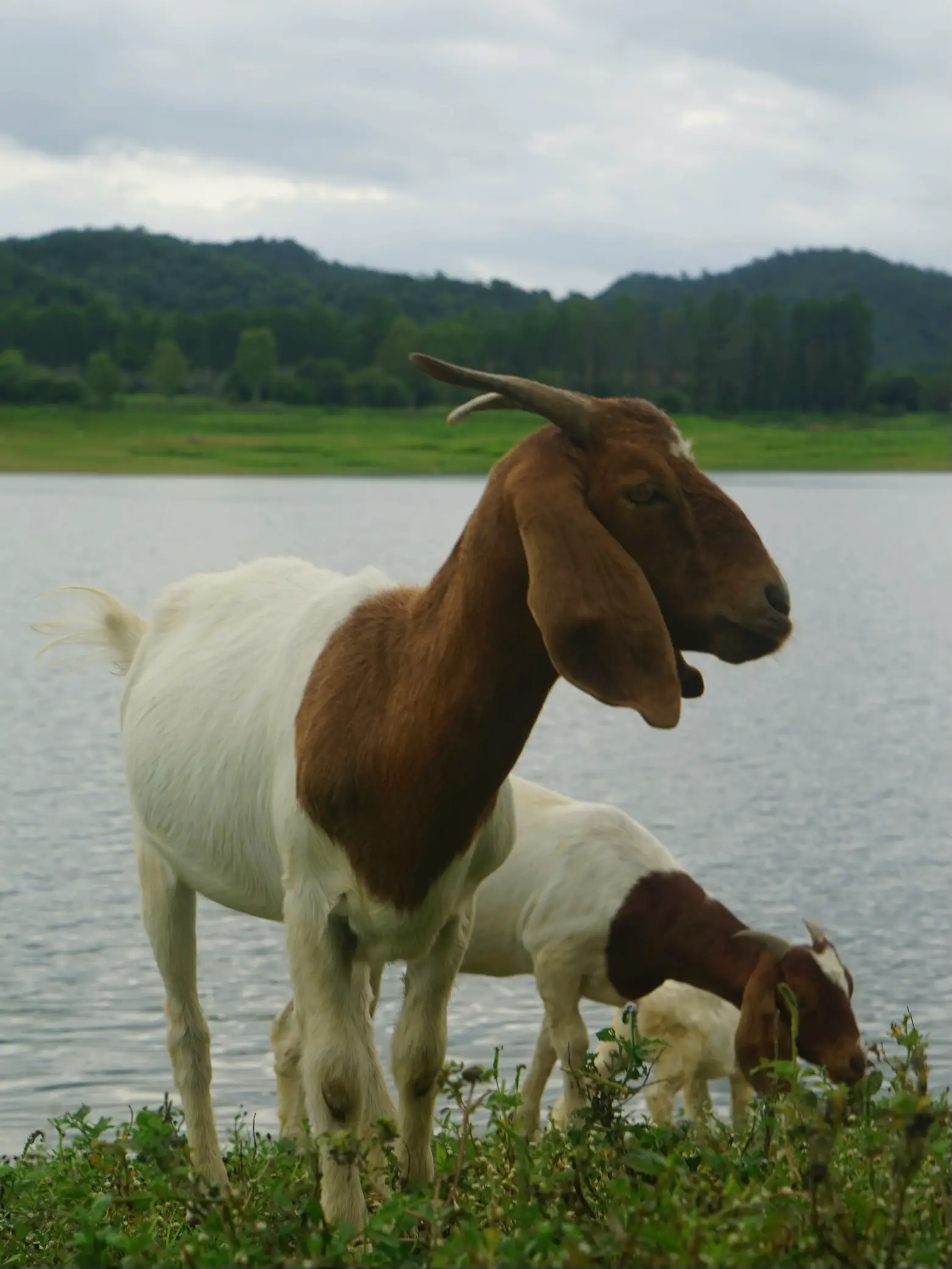 มาเที่ยวหัวหิน…เลยไปปราณบุรีเขามีแพะ! | แกลเลอรีที่โพสต์โดย Usagi🐇 | Lemon8