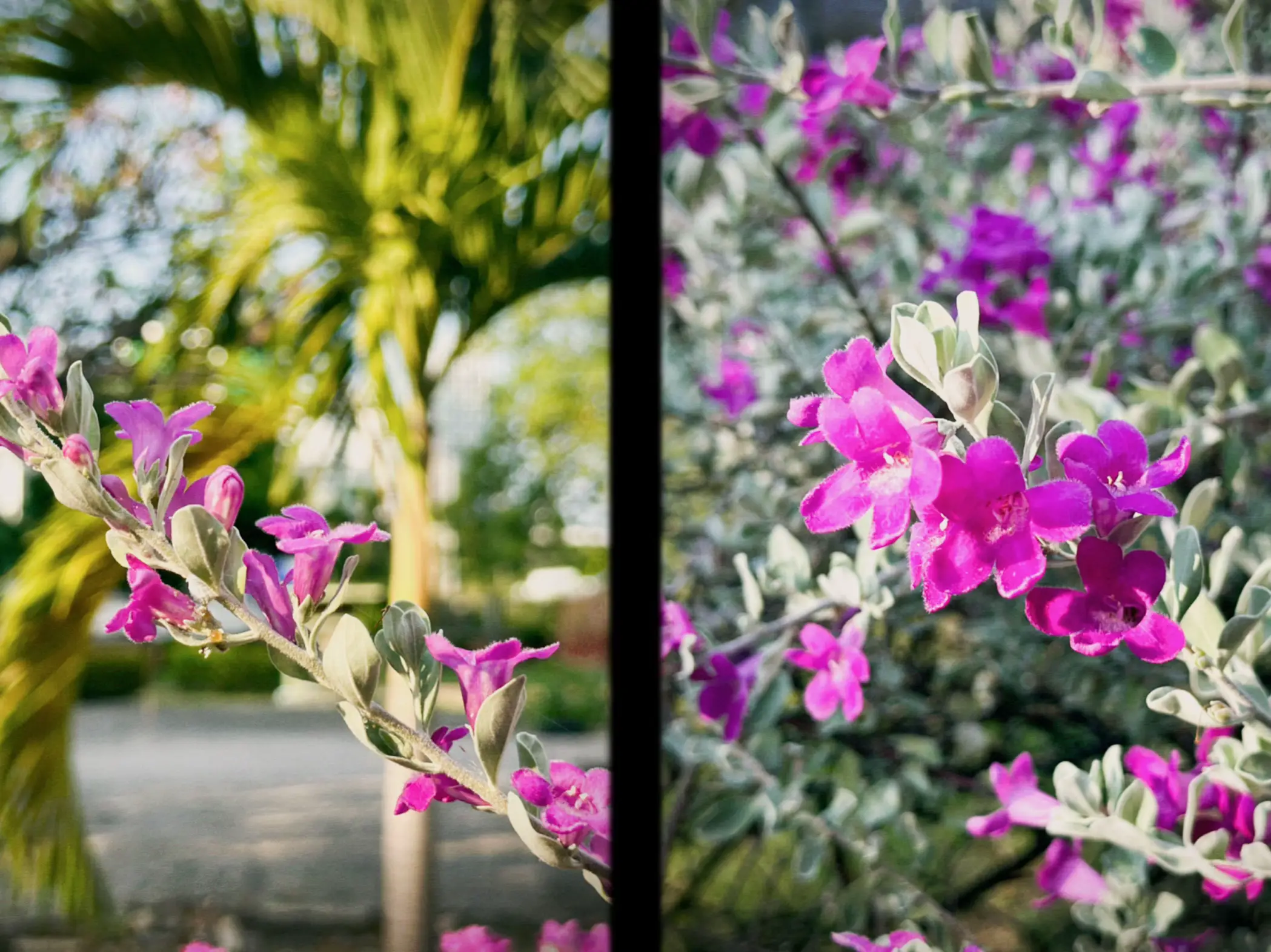 Fomz ออกฟิลเตอร์กล้องใหม่ เหมือนกล้องตัวนี้!!! | แกลเลอรีที่โพสต์โดย ...