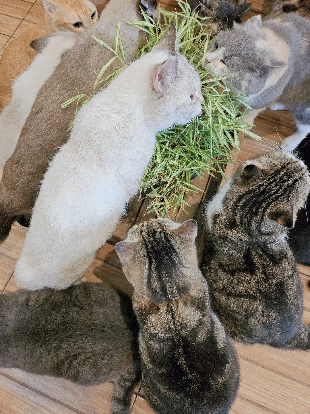 Cat Cafe Rangsit 💗 คาเฟ่แมวรังสิตสุดคุ้มม 😍 | แกลเลอรีที่โพสต์โดย Jah | 짜아 | Lemon8