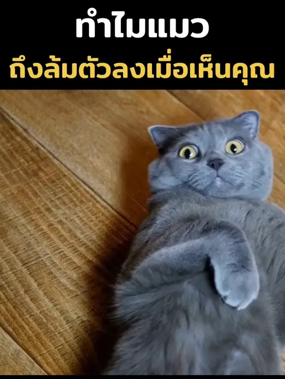 ทำไมแมวถึงล้มตัวต่อหน้าคุณ ? 😼 | วิดีโอที่เผยแพร่โดย Pets Factor | Lemon8