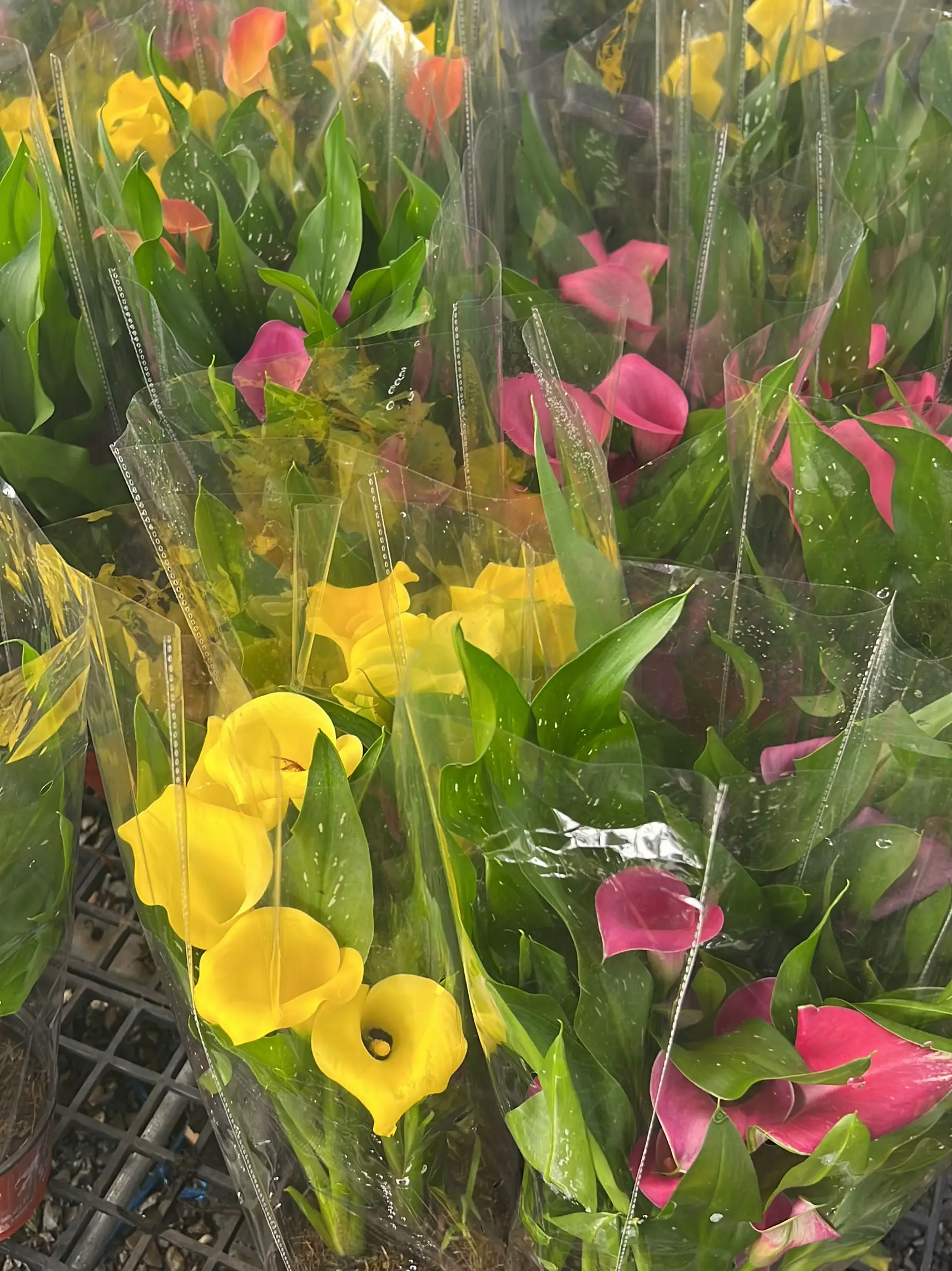 Here comes Kara Lily!!!Cara Lily. Grown in 50-70% sun, giving a flower ...