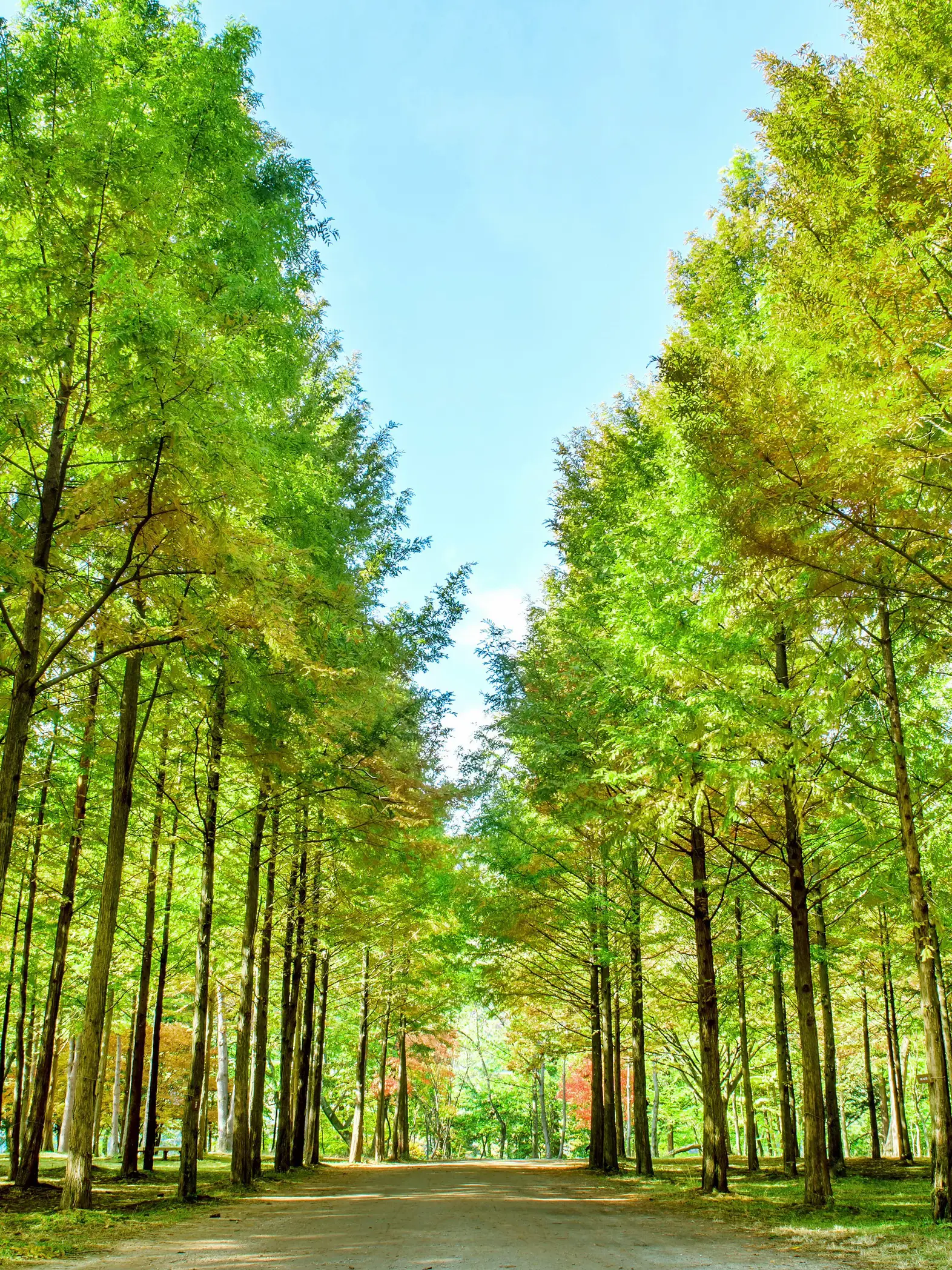 เกาะนามิ 𝑵𝒂𝒎𝒊 𝑰𝒔𝒍𝒂𝒏𝒅, เกาหลี🇰🇷สวยปังทุกฤดู | แกลเลอรีที่โพสต์โดย UnithaiTrip | Lemon8