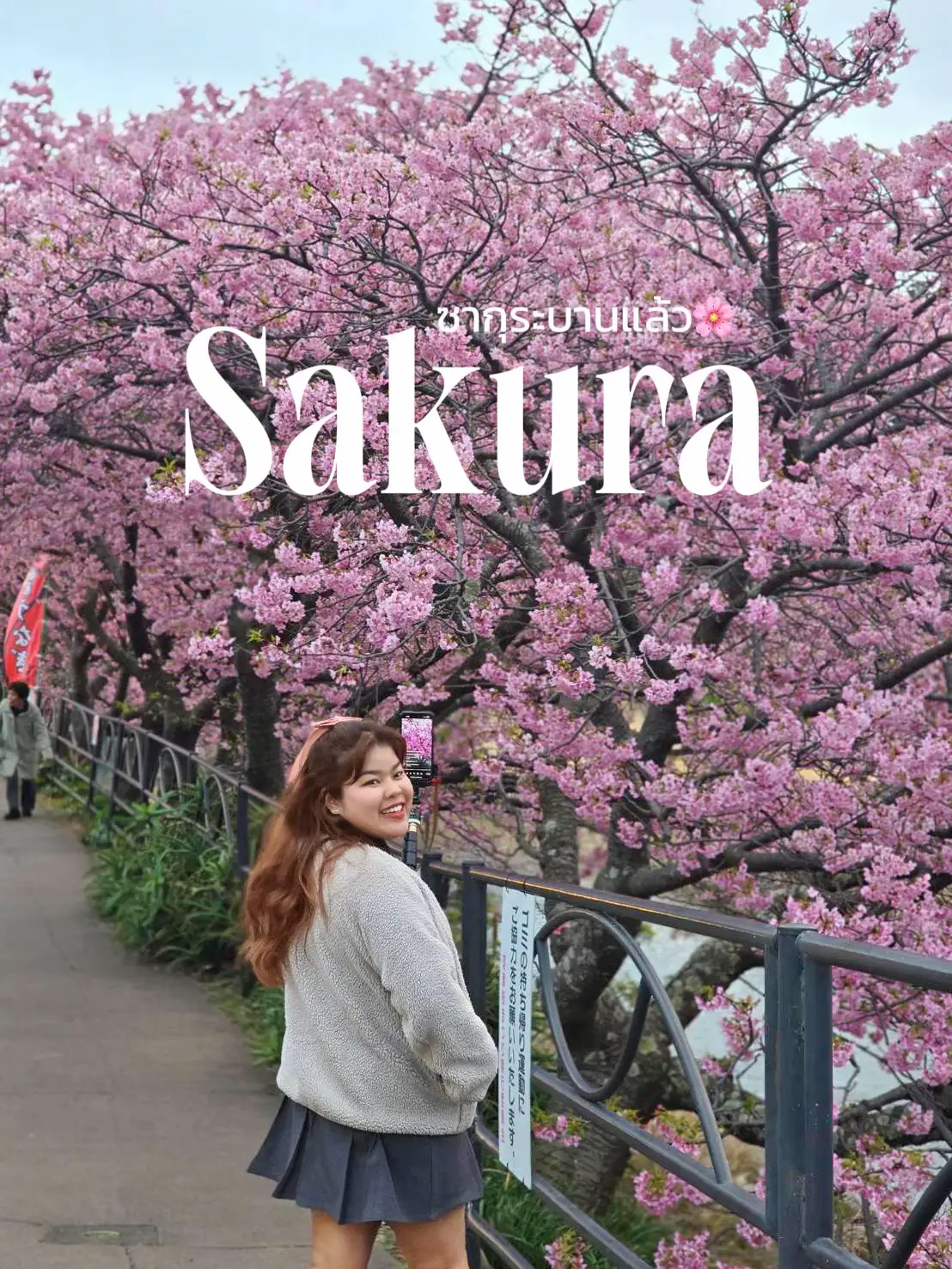 𝙎𝙖𝙠𝙪𝙧𝙖 𝙅𝙖𝙥𝙖𝙣🌸“ญี่ปุ่น” ซากุระบานแล้ว ใจฟูมากก💗 | แกลเลอรีที่โพสต์โดย ...