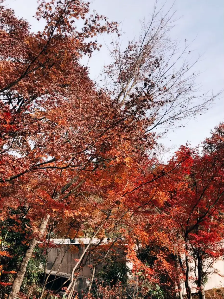 Uji,Kyoto เมืองชาเขียว ในฤดูใบไม้ผลิ 🍂🍁🍵 | แกลเลอรีที่โพสต์โดย Sky Ingfah | Lemon8