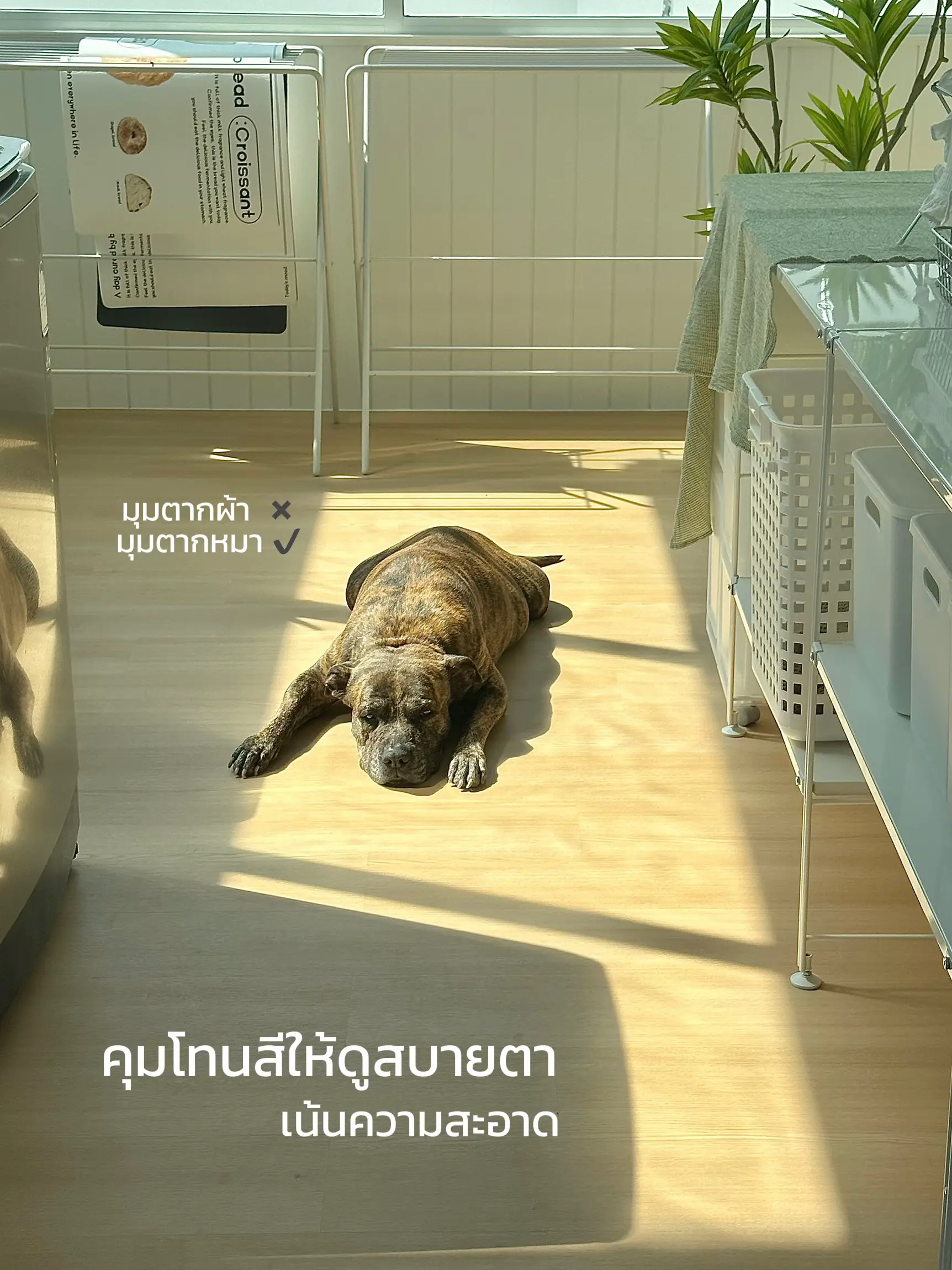 Ep3 ต่อเติมโซนซักล้างหลังบ้าน | แกลเลอรีที่โพสต์โดย Bloom | Lemon8