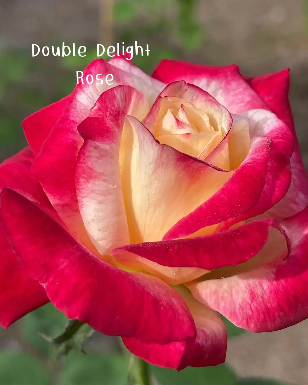 🪴Double Delight Rose🥀 | แกลเลอรีที่โพสต์โดย Zasi | Lemon8