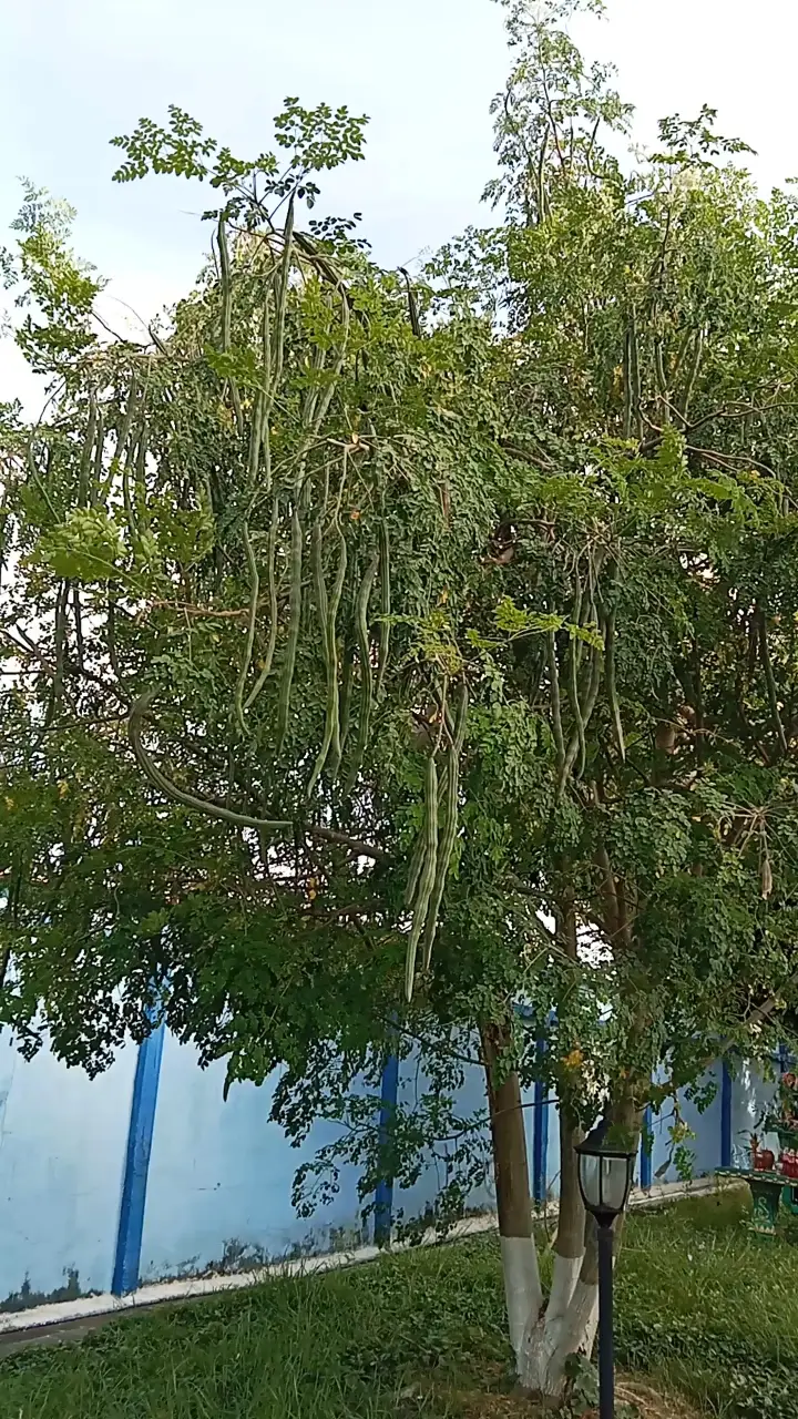 มะรุม(ดก-ใหญ่-ยาว)แกงส้มอร่อยมากกก🥰🍋 | วิดีโอที่เผยแพร่โดย Sumaree ...