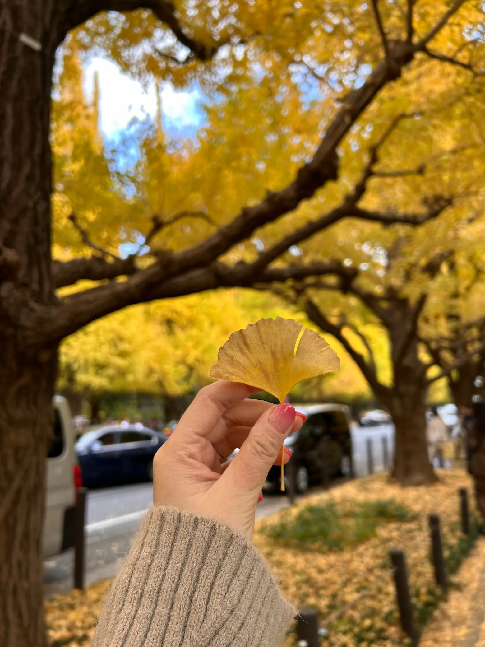 ถ่ายรูปกับต้นแปะก๊วยสีเหลืองทอง | แกลเลอรีที่โพสต์โดย Jam | Lemon8