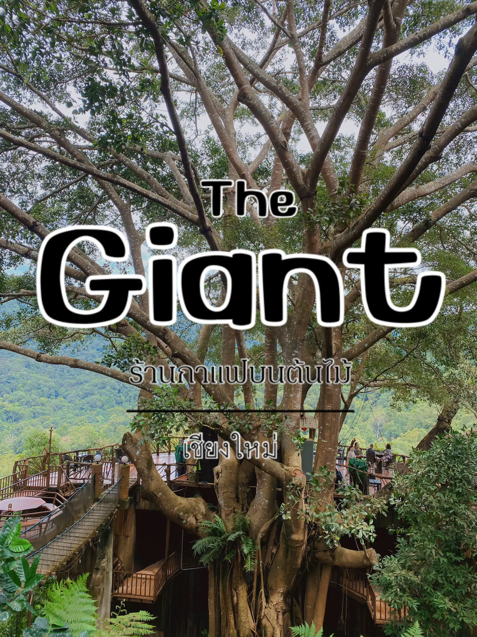 The Giant Chiangmai ไจแอนท์ ร้านกาแฟบนต้นไม้ | เชียงใหม่ | แกลเลอรีที่โพสต์โดย Ch | Lemon8