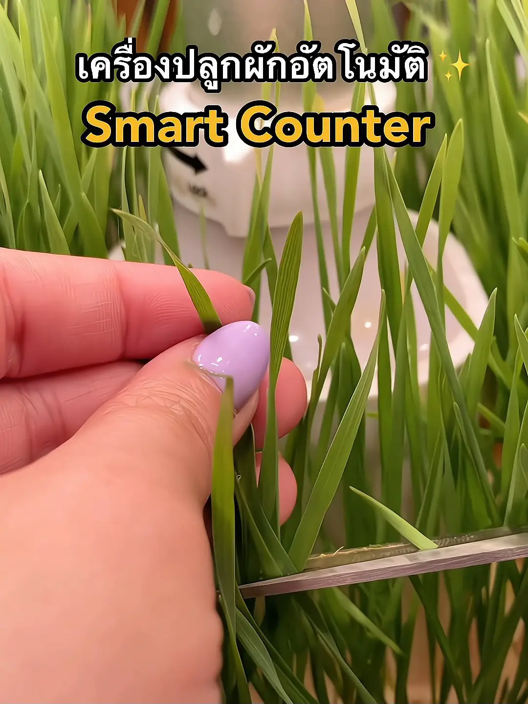 👩🏻‍🌾🌱🐱 ปลูกต้นไม้ในบ้าน | วิดีโอที่เผยแพร่โดย Sutatinee Ps | Lemon8