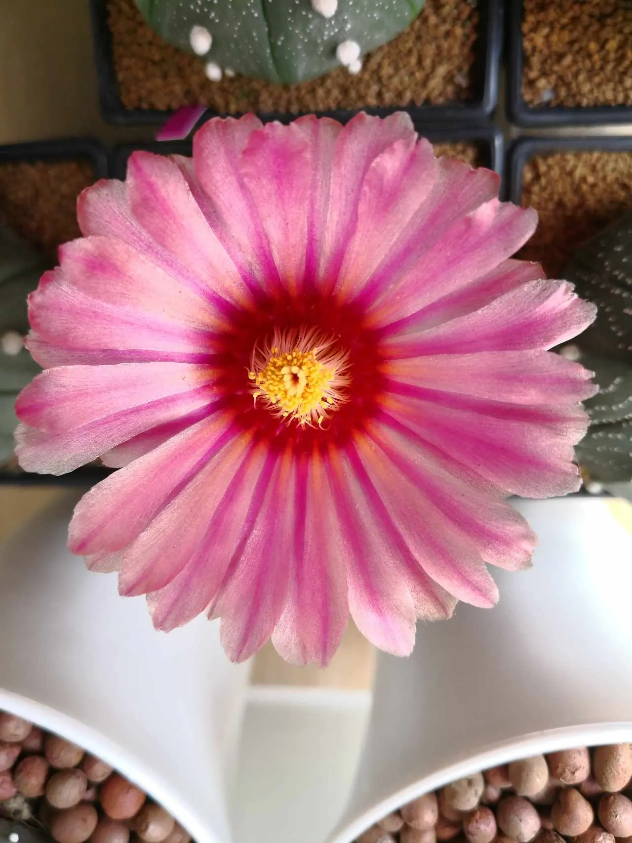 Asteria Flower | Best Flower Site