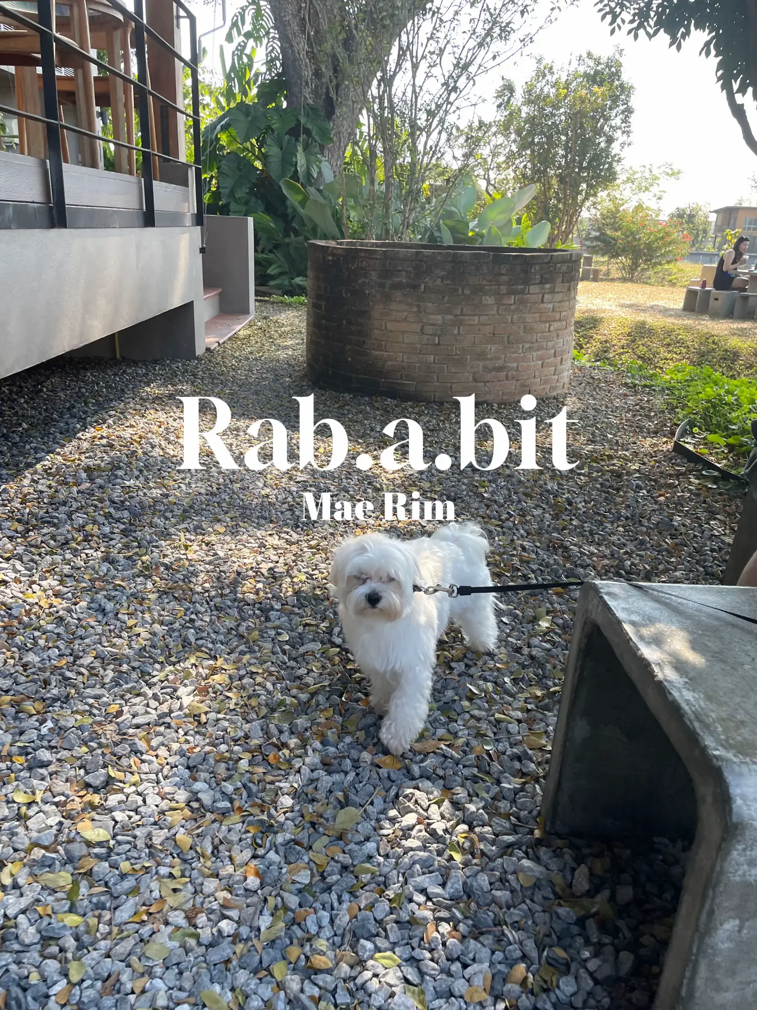 รวม Pet Friendly 🐶🐱 ที่เชียงใหม่ | แกลเลอรีที่โพสต์โดย Pat. | Lemon8