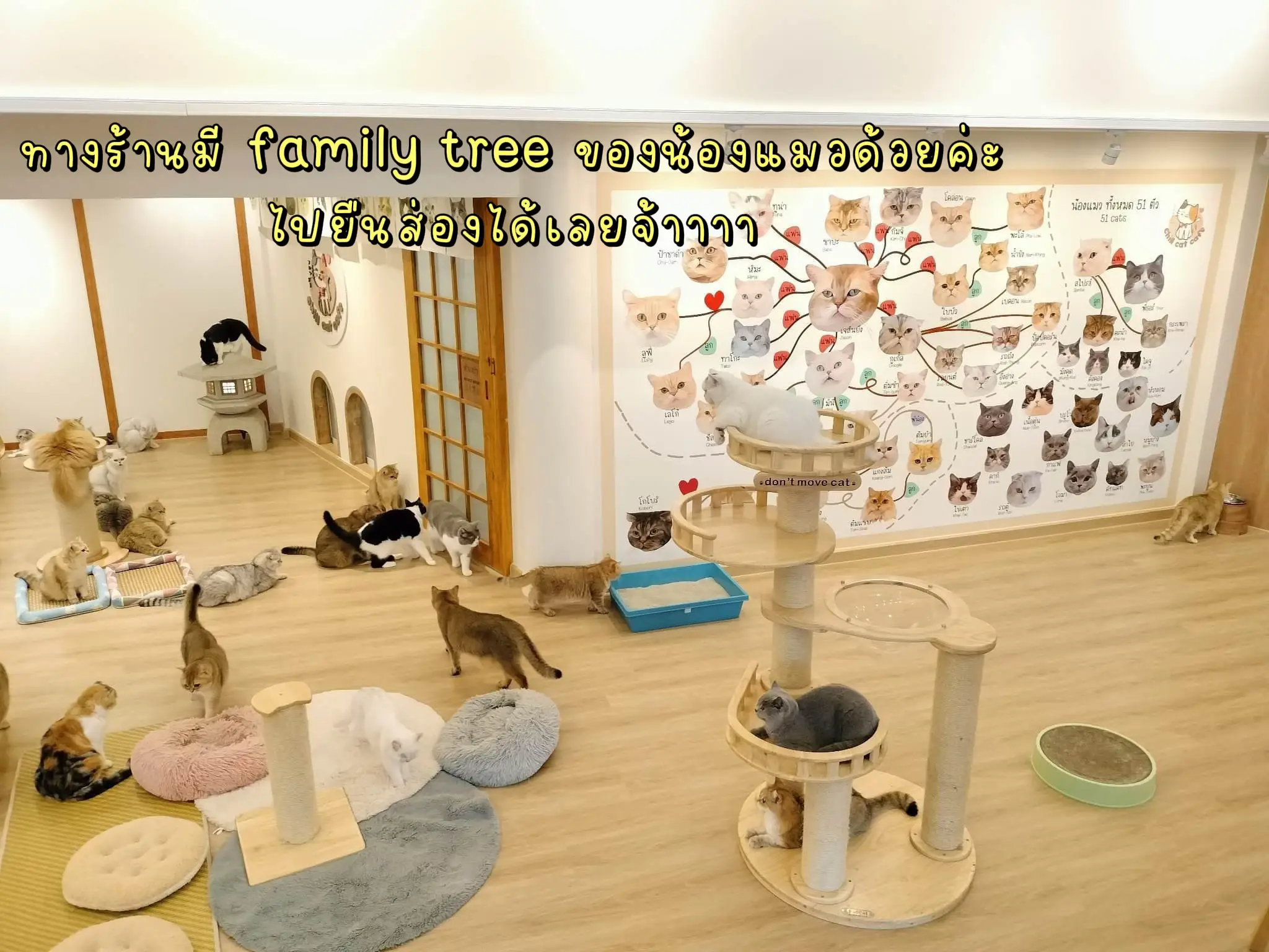 🐱 Chill Cat Cafe 🐱 ให้น้องแมวฮีลใจในวันที่อ่อนล้า ️ | แกลเลอรีที่โพสต์ ...