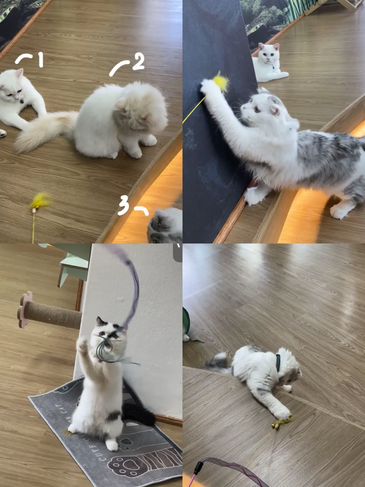 Fa Fin Cat Cafe @ม.รามคำแหง2 | แกลเลอรีที่โพสต์โดย 𝙼𝙸𝙻𝙻 | Lemon8