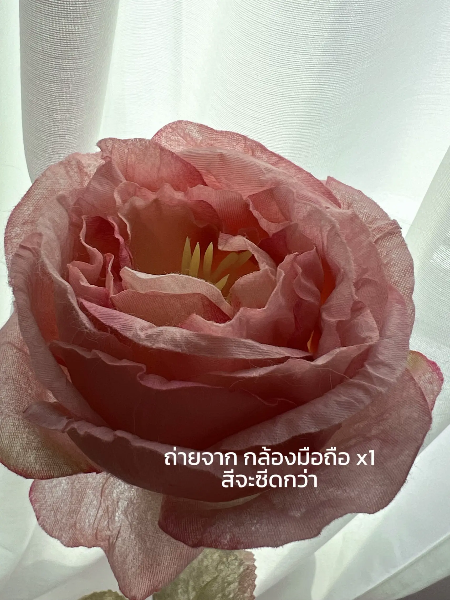 รีวิวเลนส์ Macro ถ่ายรูปสวยในราคาหลักร้อย | แกลเลอรีที่โพสต์โดย * myploy mareview🍒 | Lemon8