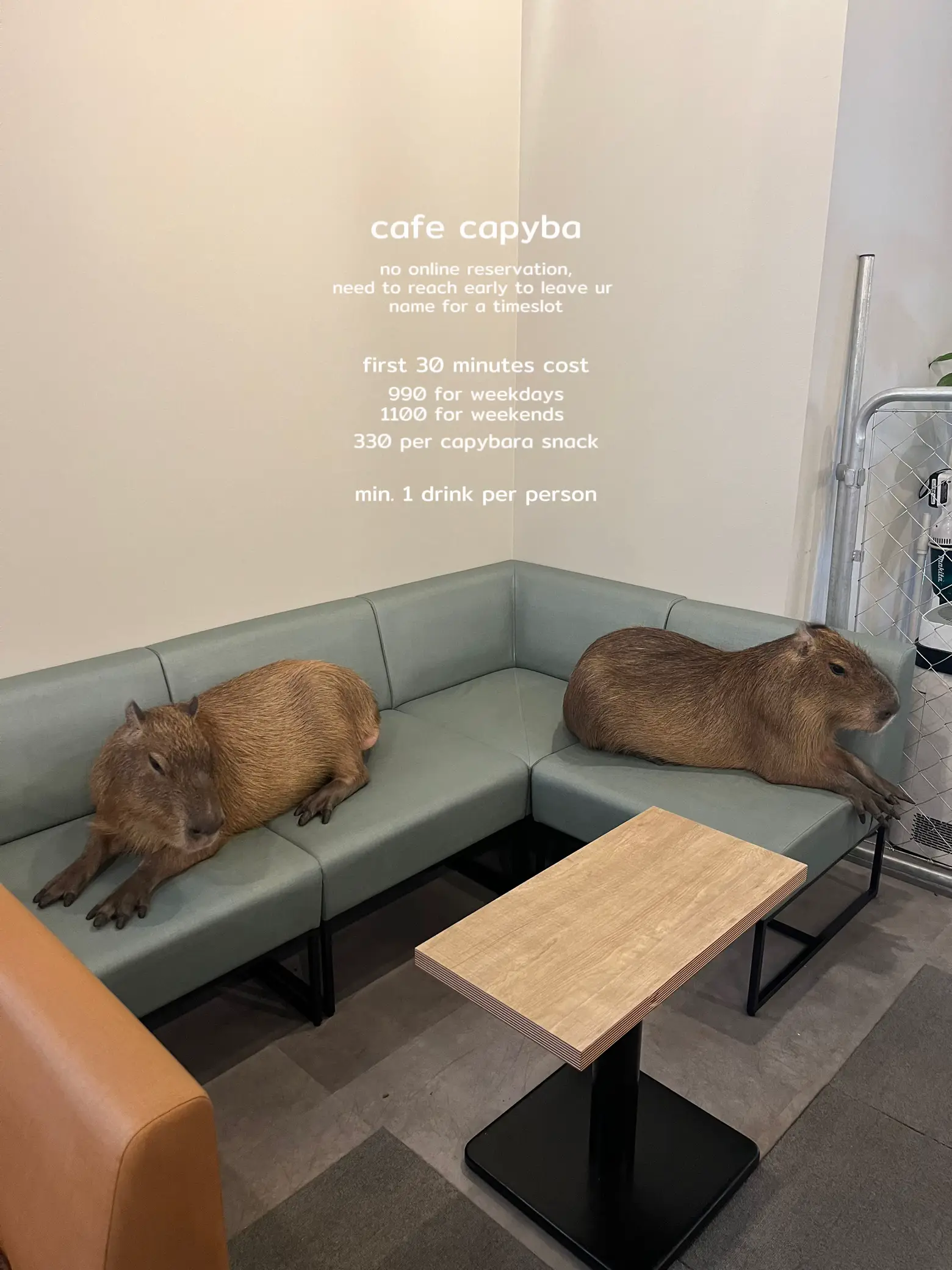 Moonchild Cafe Reservation - Lemon8 Search