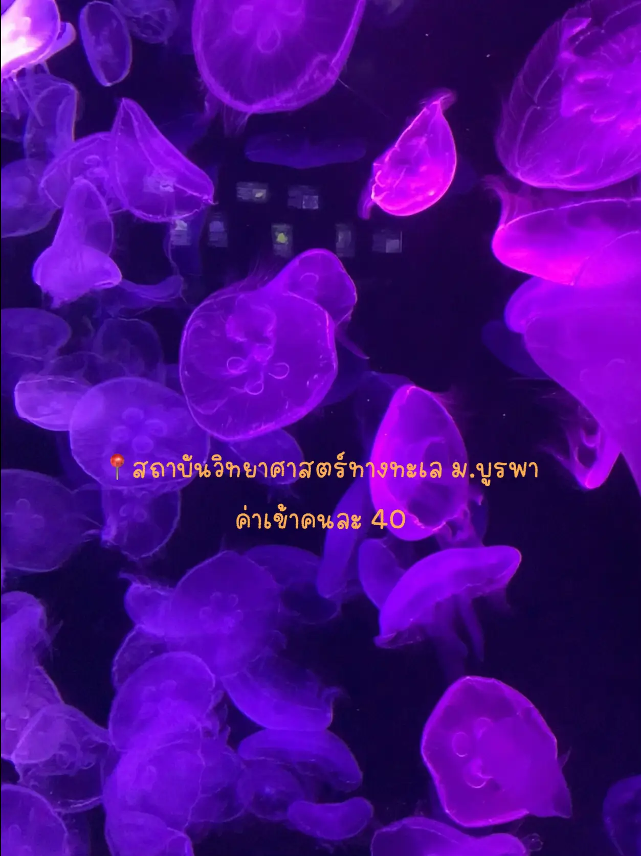 เเจกเเพลนเที่ยวชลบุรี-ศรีราชา ฉบับคนมีมอไซต์ 3 วัน 2 คืน | แกลเลอรีที่ ...