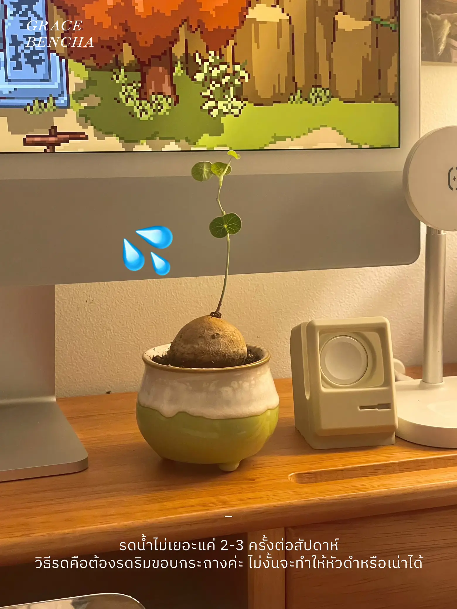 ต้นไม้น่ารัก 🌱 ตั้งบนโต๊ะทำงานได้ 🖥️🪴 | แกลเลอรีที่โพสต์โดย grace ...