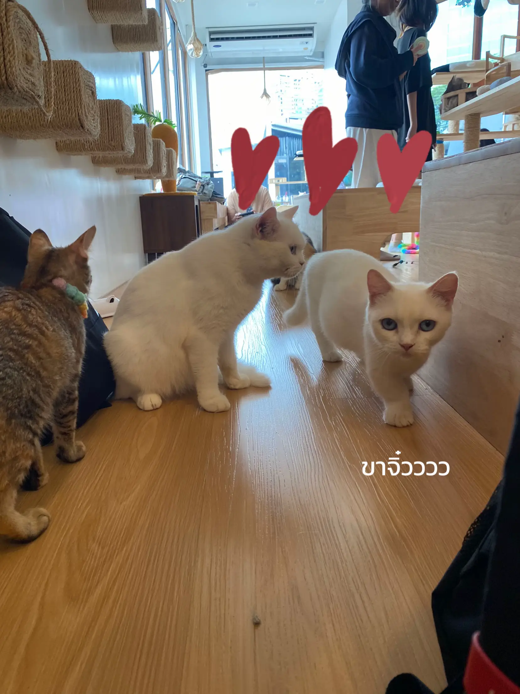 Catsmile Cafe คาเฟ่แมวมากกว่า30ตัววว🫨🥹🫠 | แกลเลอรีที่โพสต์โดย mchp.1 | Lemon8