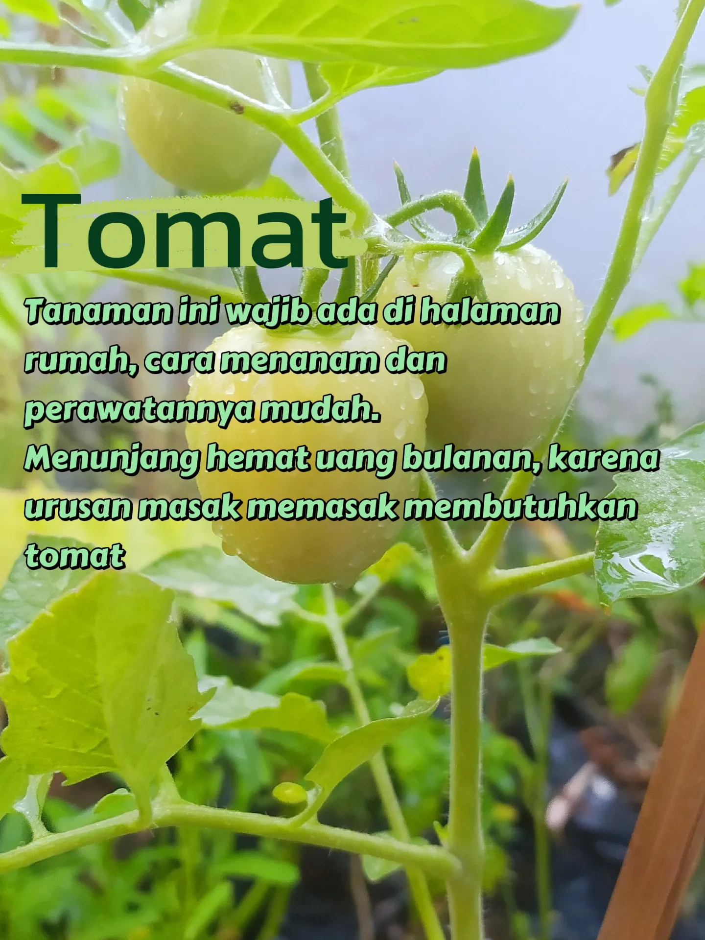 Tanaman Harus Ada di Halaman Rumah | Galeri diposting oleh YuLlie | Lemon8