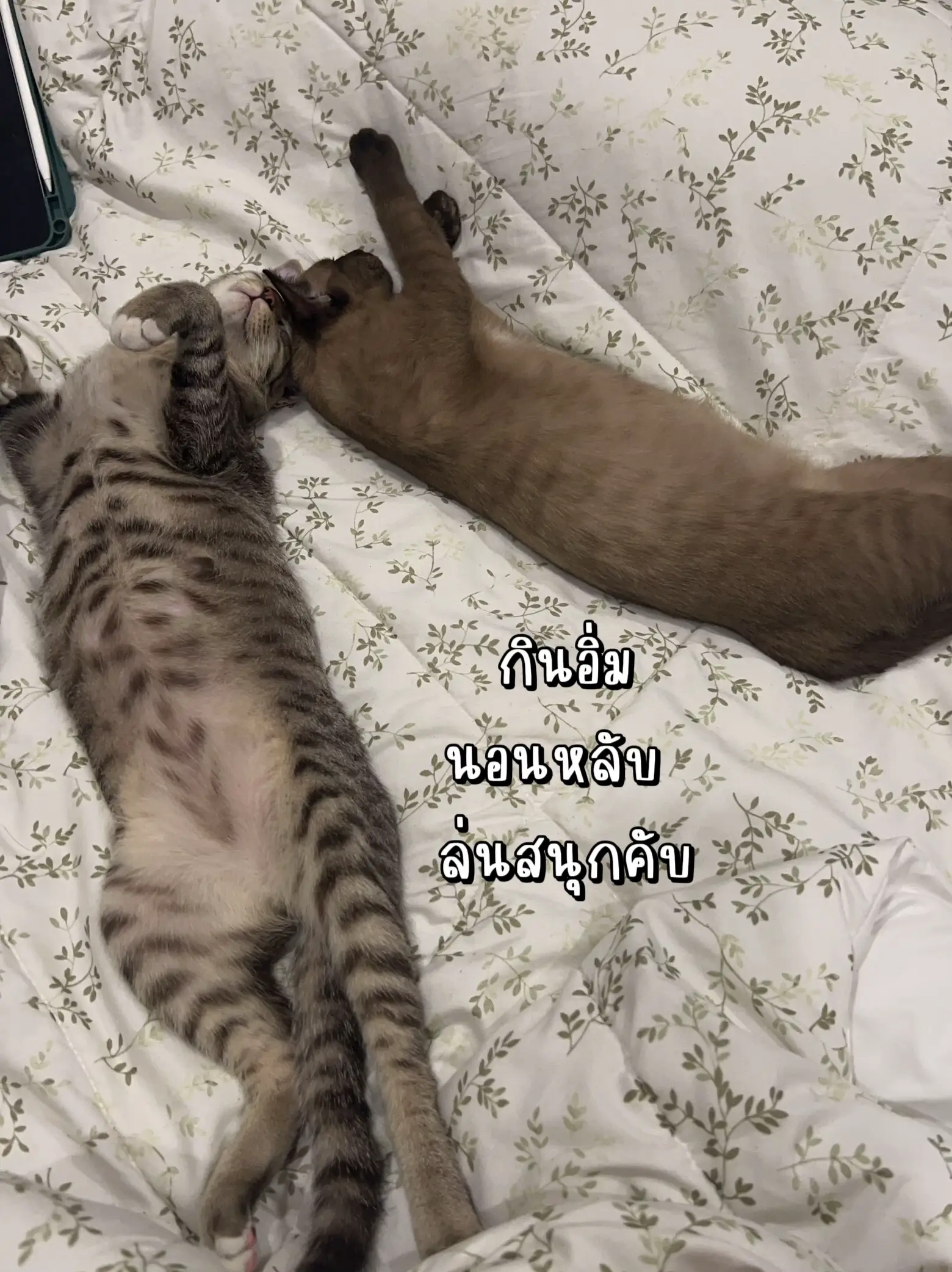 อัพเดทน้องแมวที่เก็บมาเลี้ยง | แกลเลอรีที่โพสต์โดย Pu.ni | Lemon8