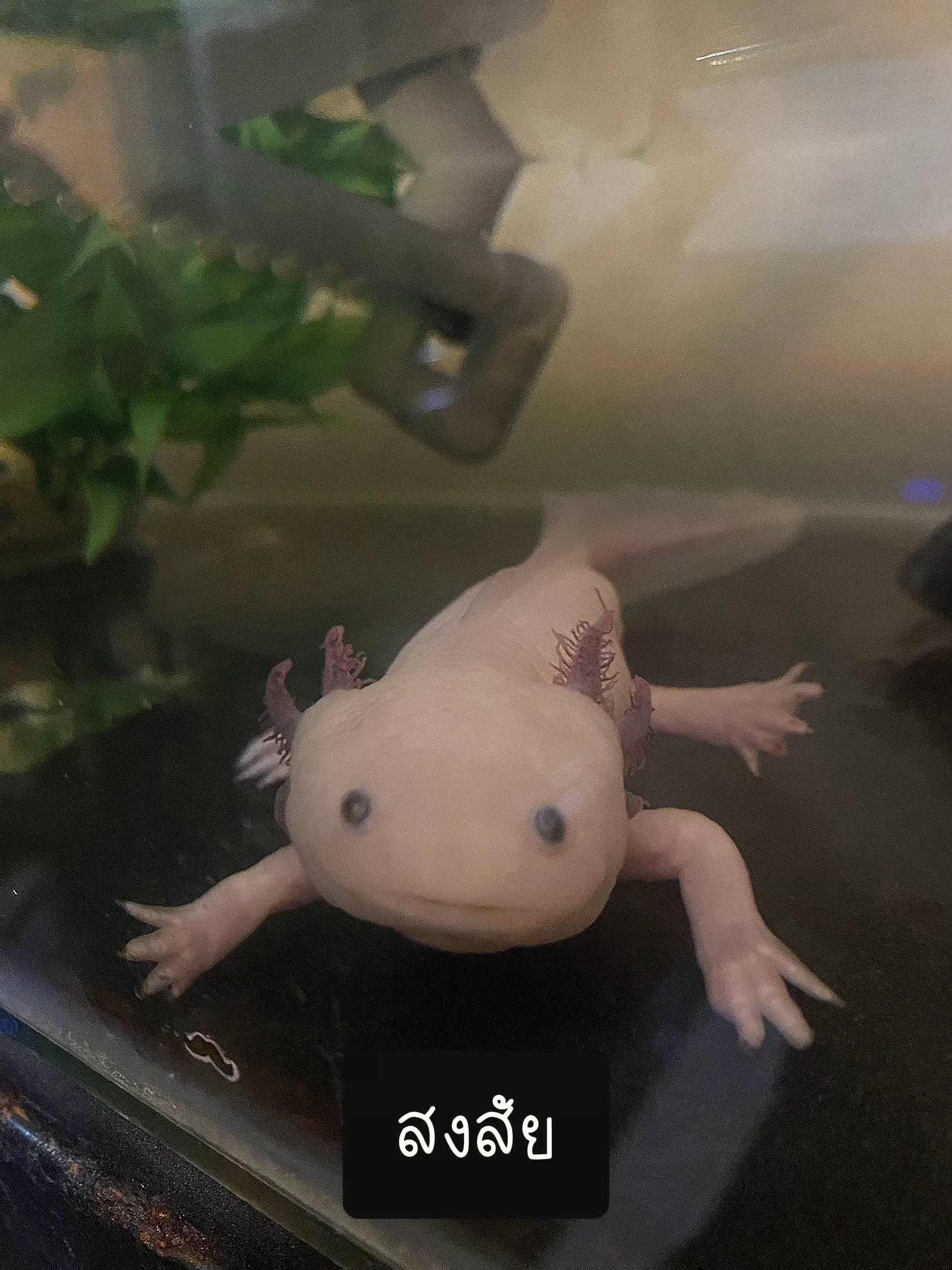 รวมสีหน้าแต่ละอริยบทของน้องหมาน้ำ | แกลเลอรีที่โพสต์โดย Jibby.Axolotl ...