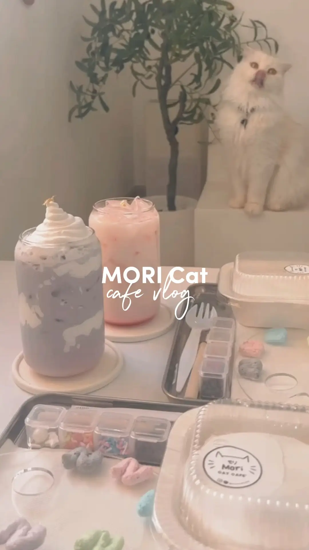 Mori cat cafe (=^･ω･^=) | วิดีโอที่เผยแพร่โดย Benztzu | Lemon8