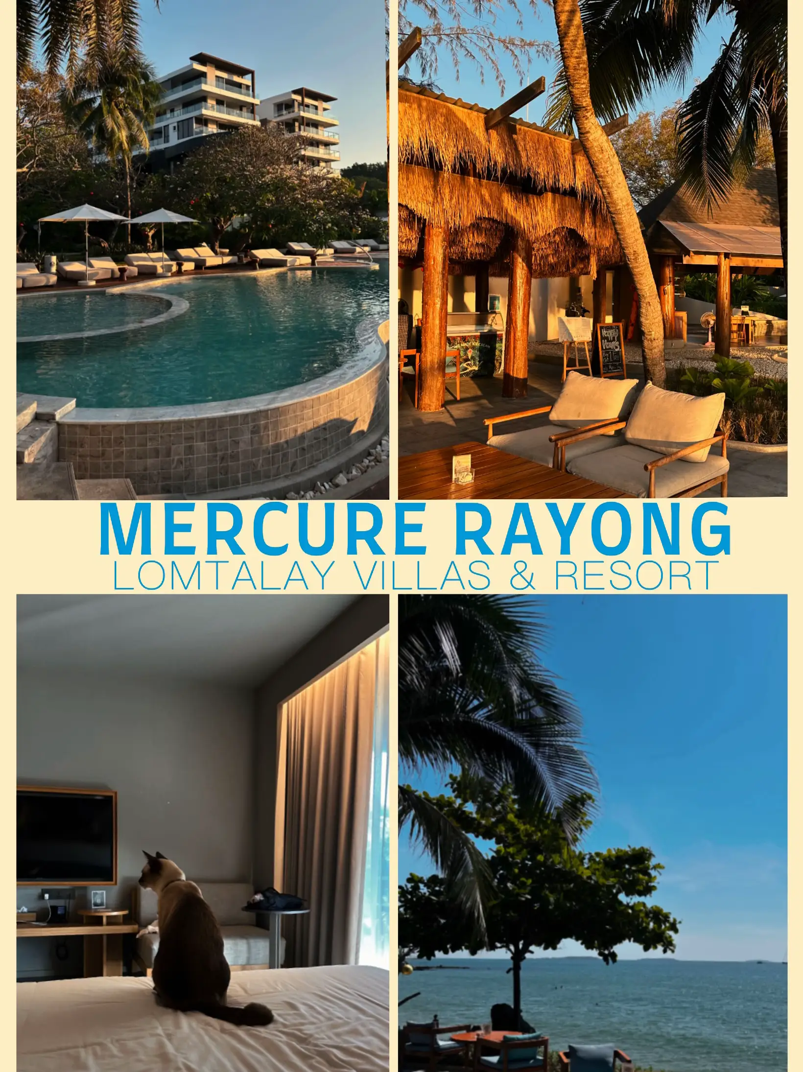 พาน้องแมว 😸 มารับลมทะเล @ Mercure Rayong Lomtalay | แกลเลอรีที่โพสต์โดย ...