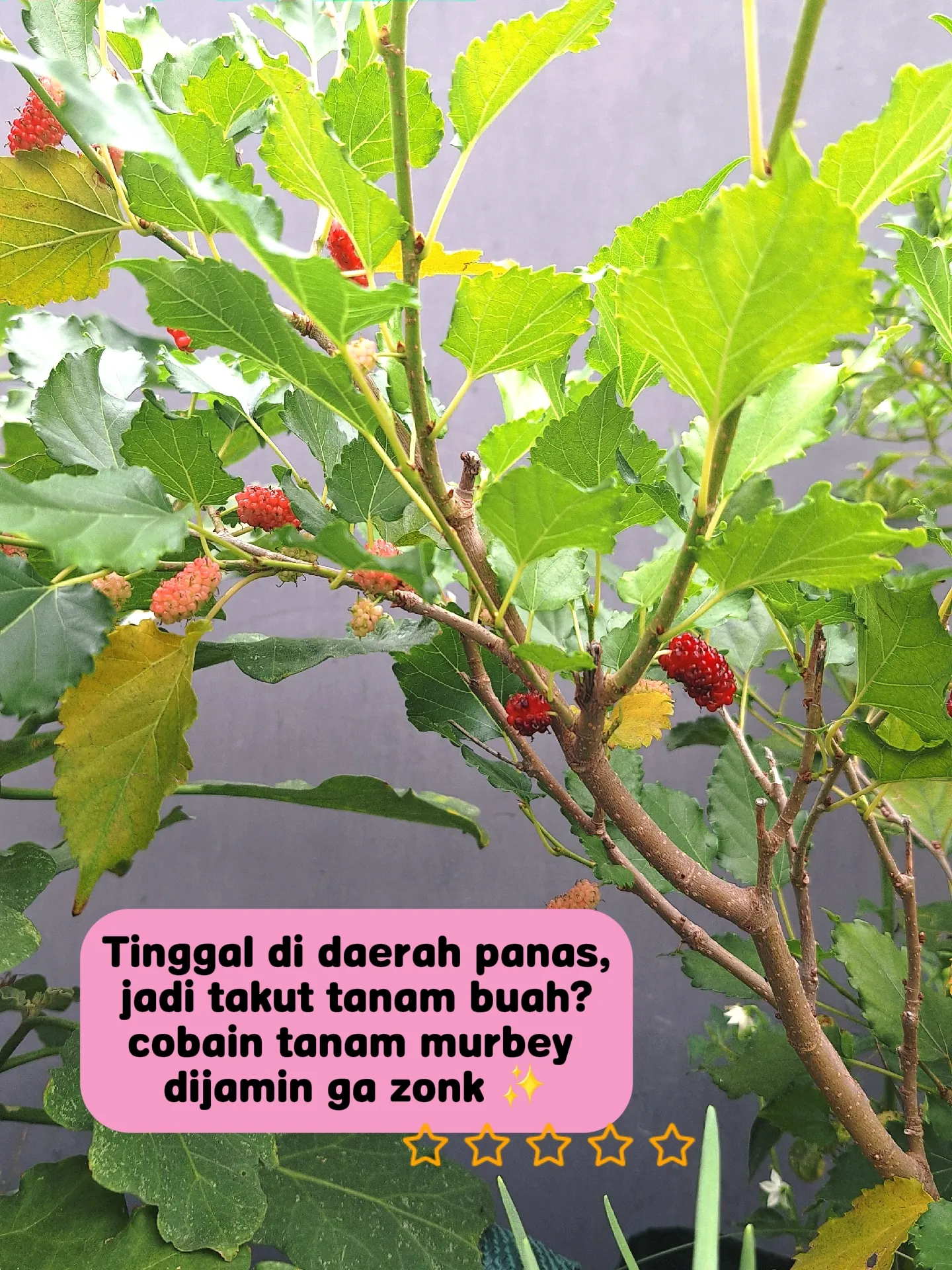 Tanaman Buah Untuk Daerah Panas | Galeri diposting oleh Kebun Una | Lemon8
