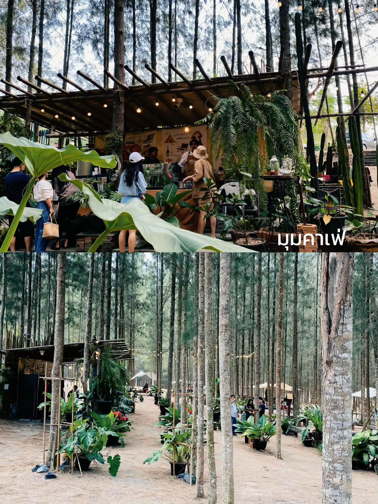 ป่าสน ราชบุรี Phupha Coffee camp🌲🪵 | แกลเลอรีที่โพสต์โดย 🦋น้ อ ง เ บ ล🌈 | Lemon8