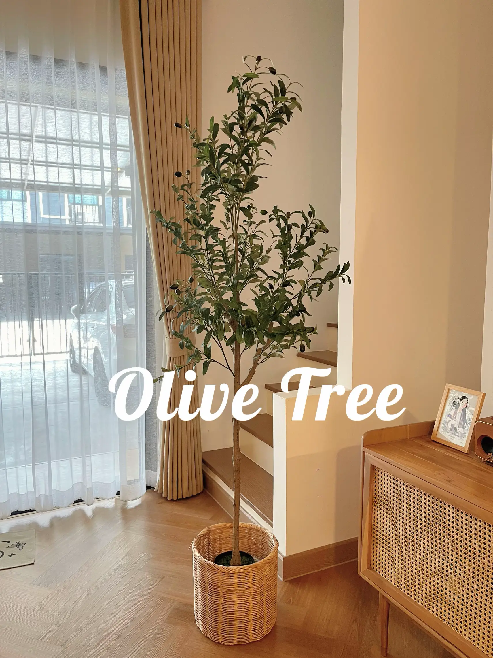 รีวิวต้นมะกอกโอลีฟปลอม - การค้นหาใน Lemon8