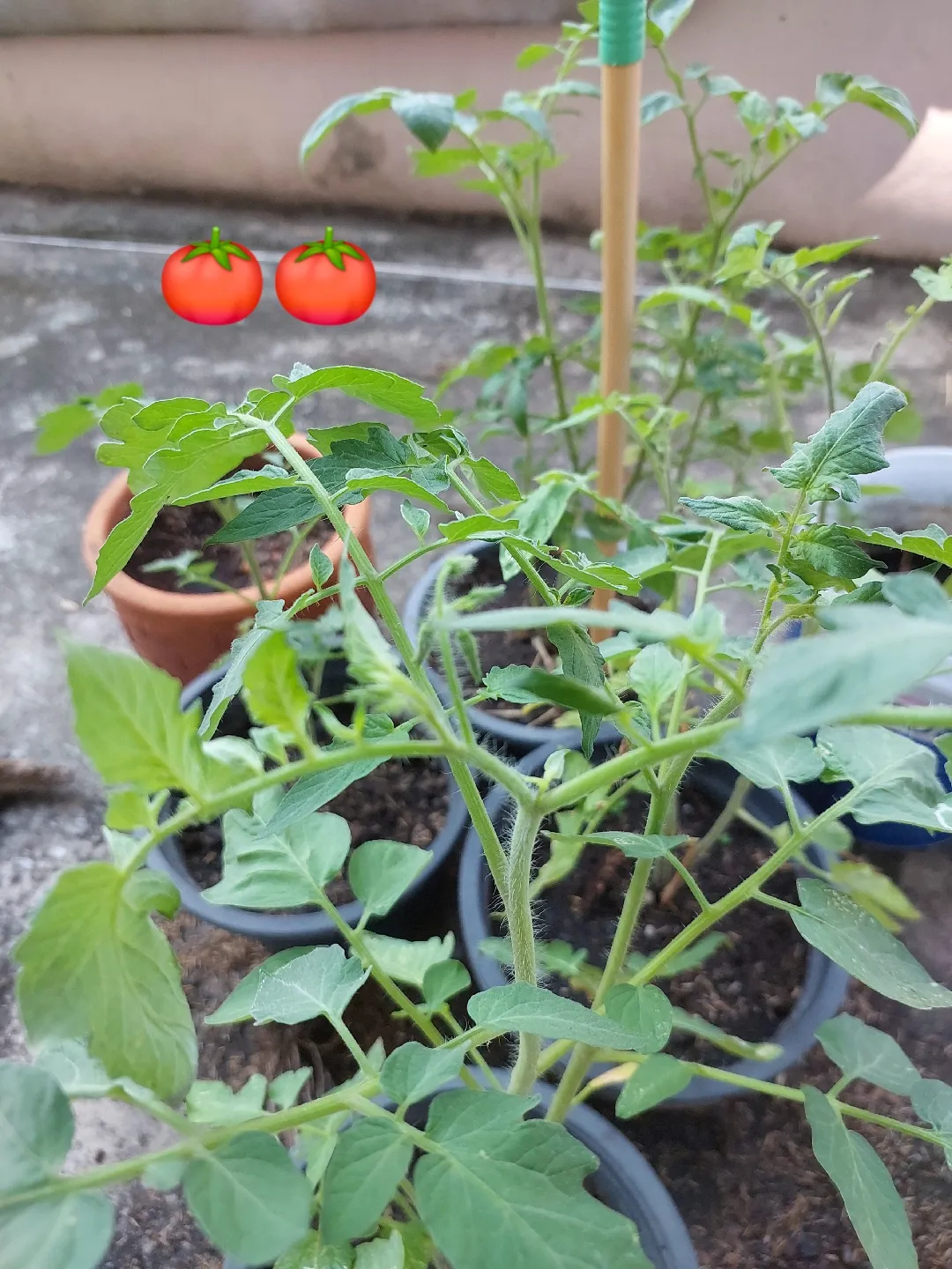 ช่วยน้องมะเขือด้วย🍅 | แกลเลอรีที่โพสต์โดย Koi Phumjan | Lemon8