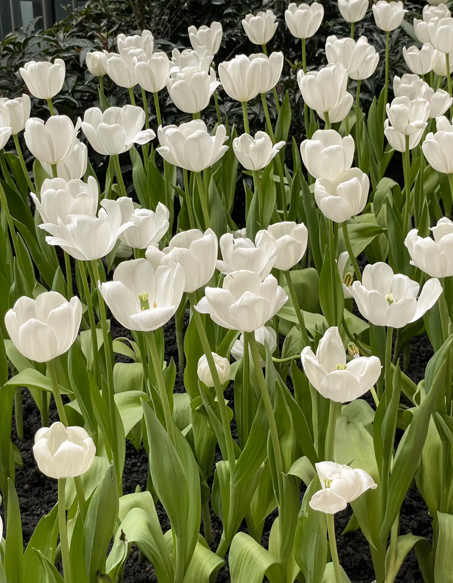 Miracle of Natural at Exhibition Hall 🌷🌷 | แกลเลอรีที่โพสต์โดย ...