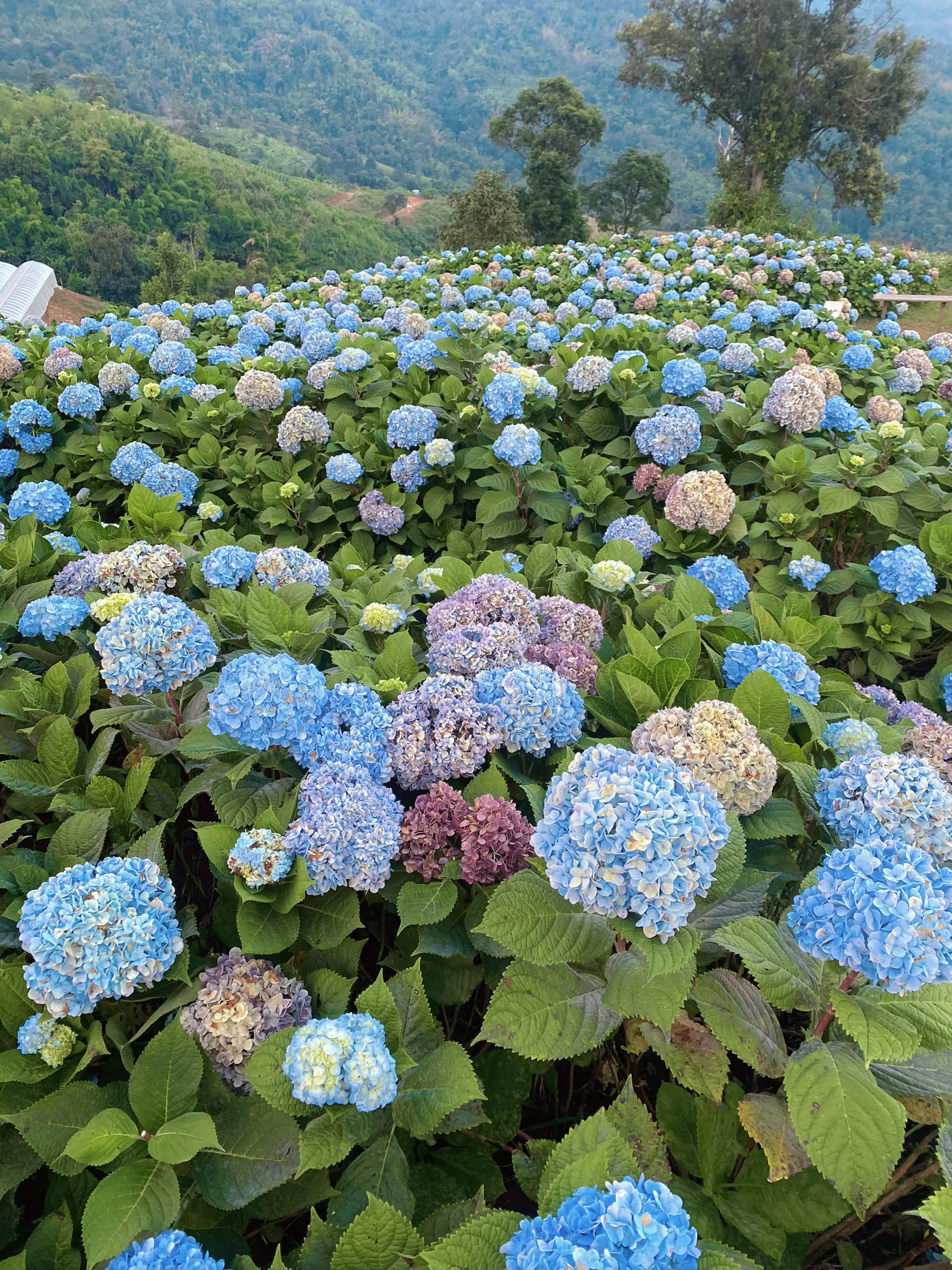 Hydrangea san : อ.เมือง จ.เชียงราย | แกลเลอรีที่โพสต์โดย gg :) | Lemon8