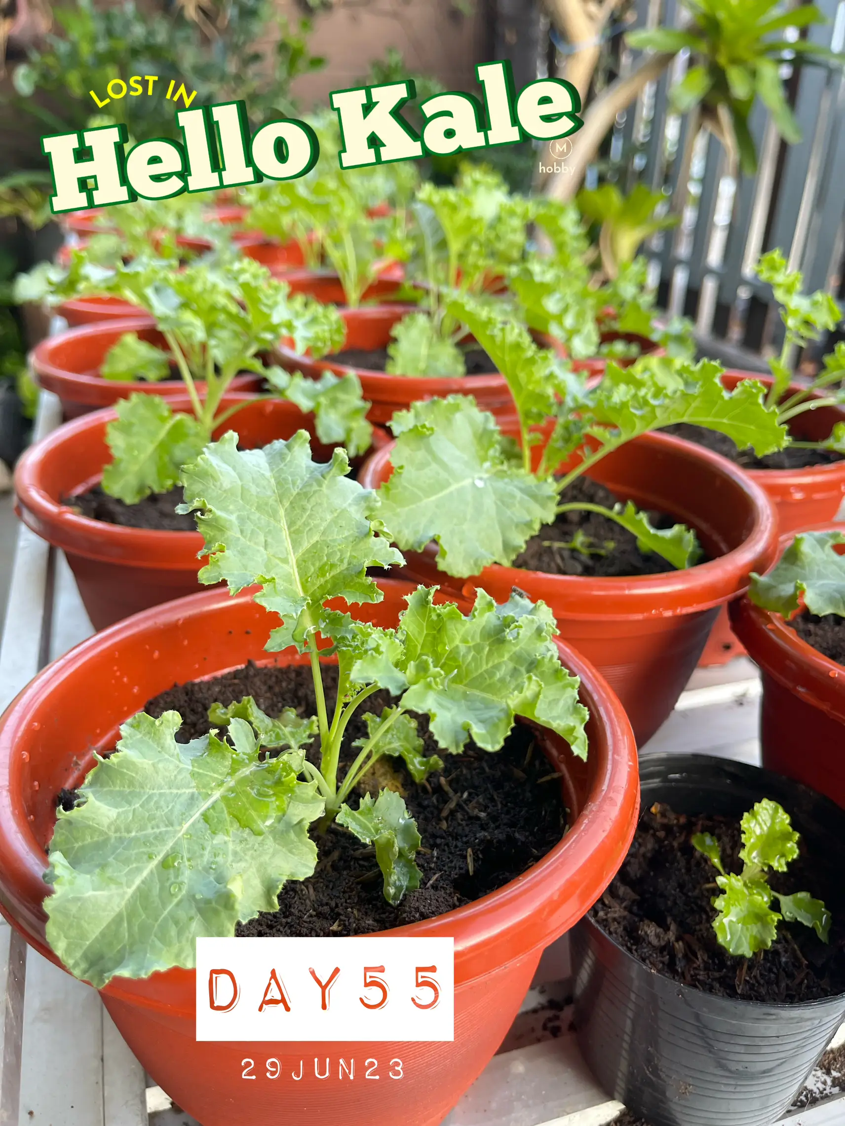 🪴Hello Kale ราชินีผัก🪴 | Punchが投稿したフォトブック | Lemon8