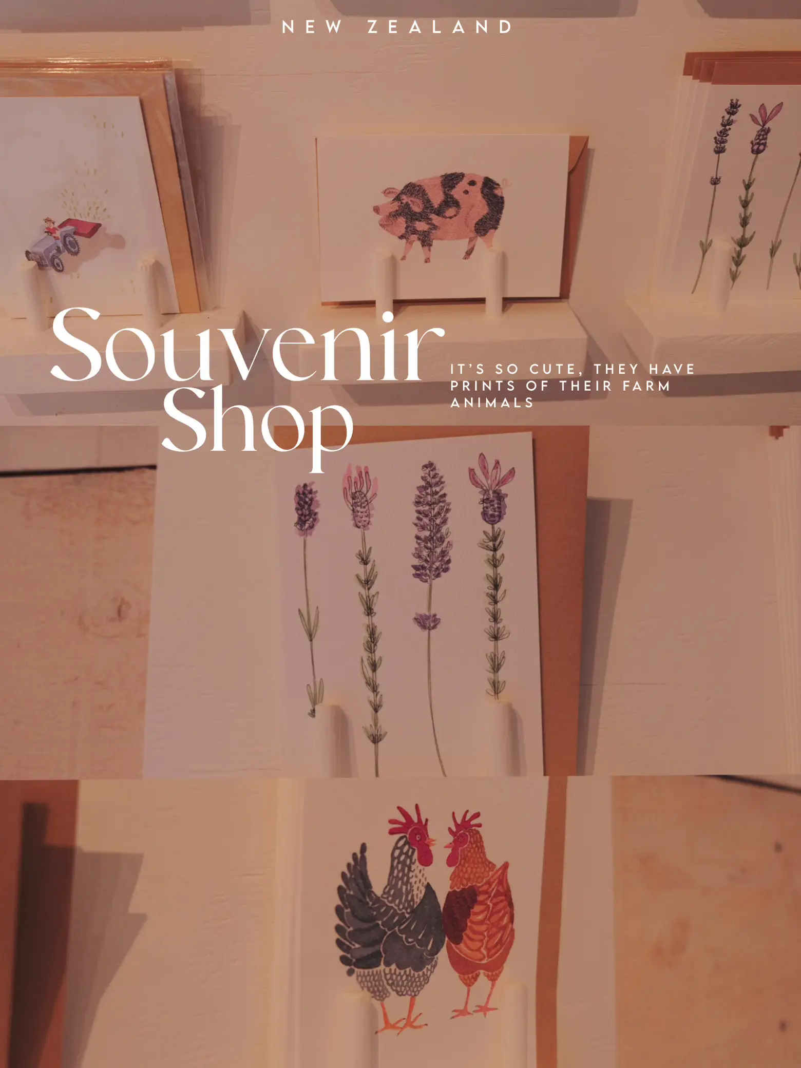 NZ: What To Do When There Is NO LAVENDER | Gallery posted by Regina L ...